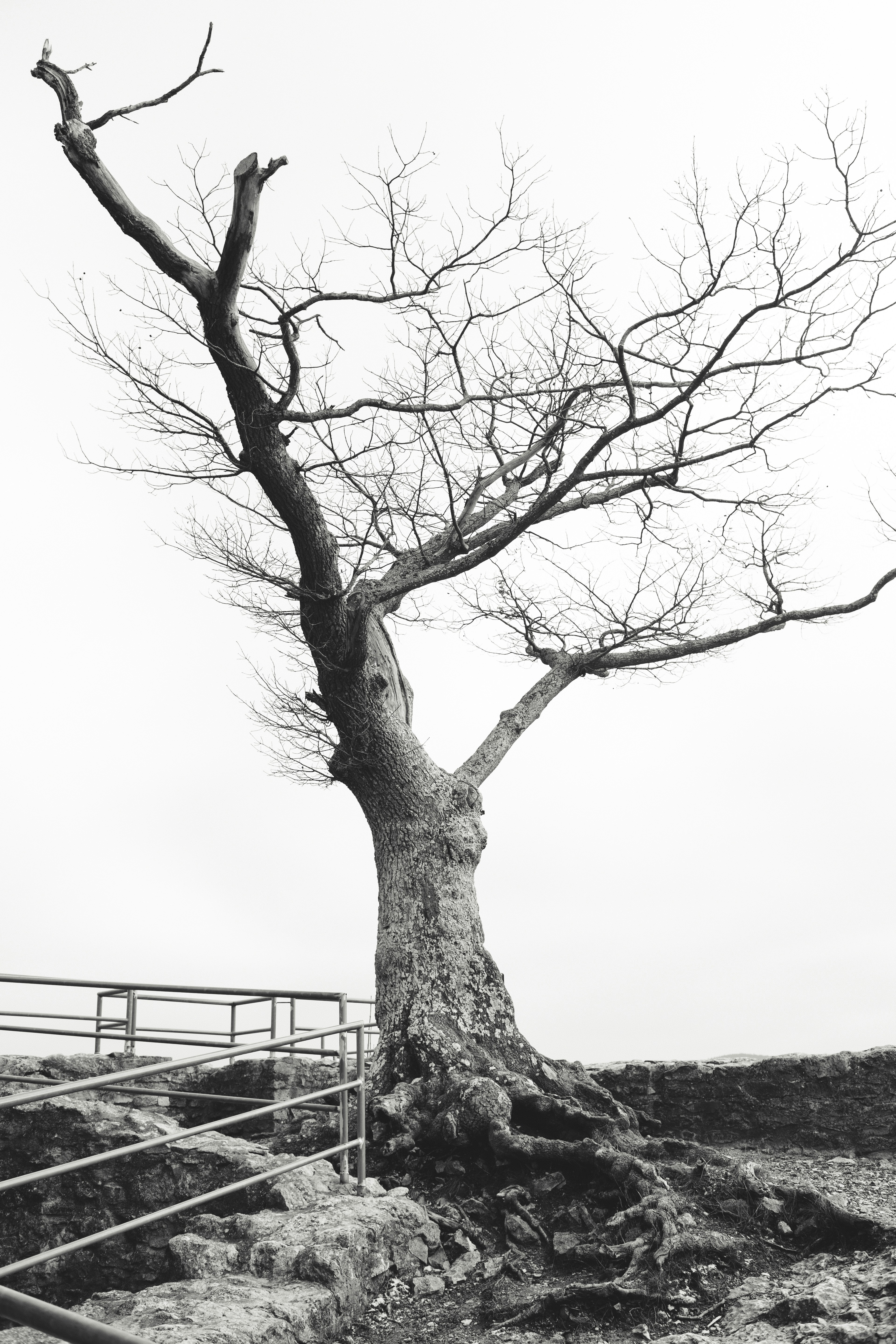 Lone Tree at the Cliff's Edge in Monochrome
