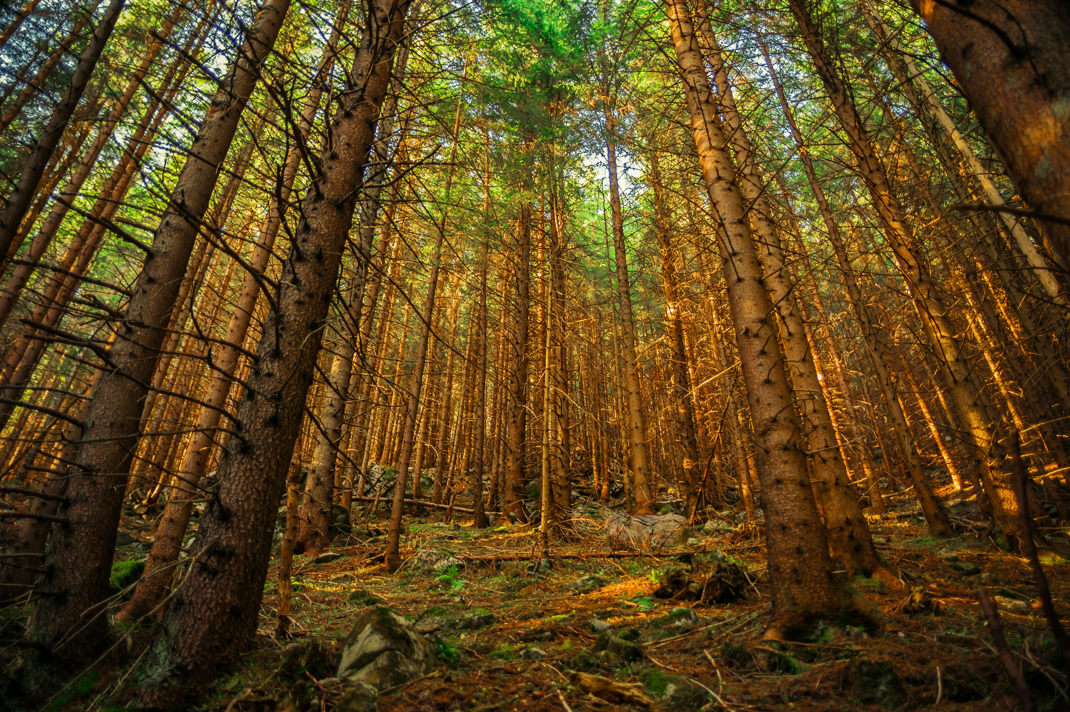 Sunlit pine cathedral: a quiet forest bathed in autumn gold.