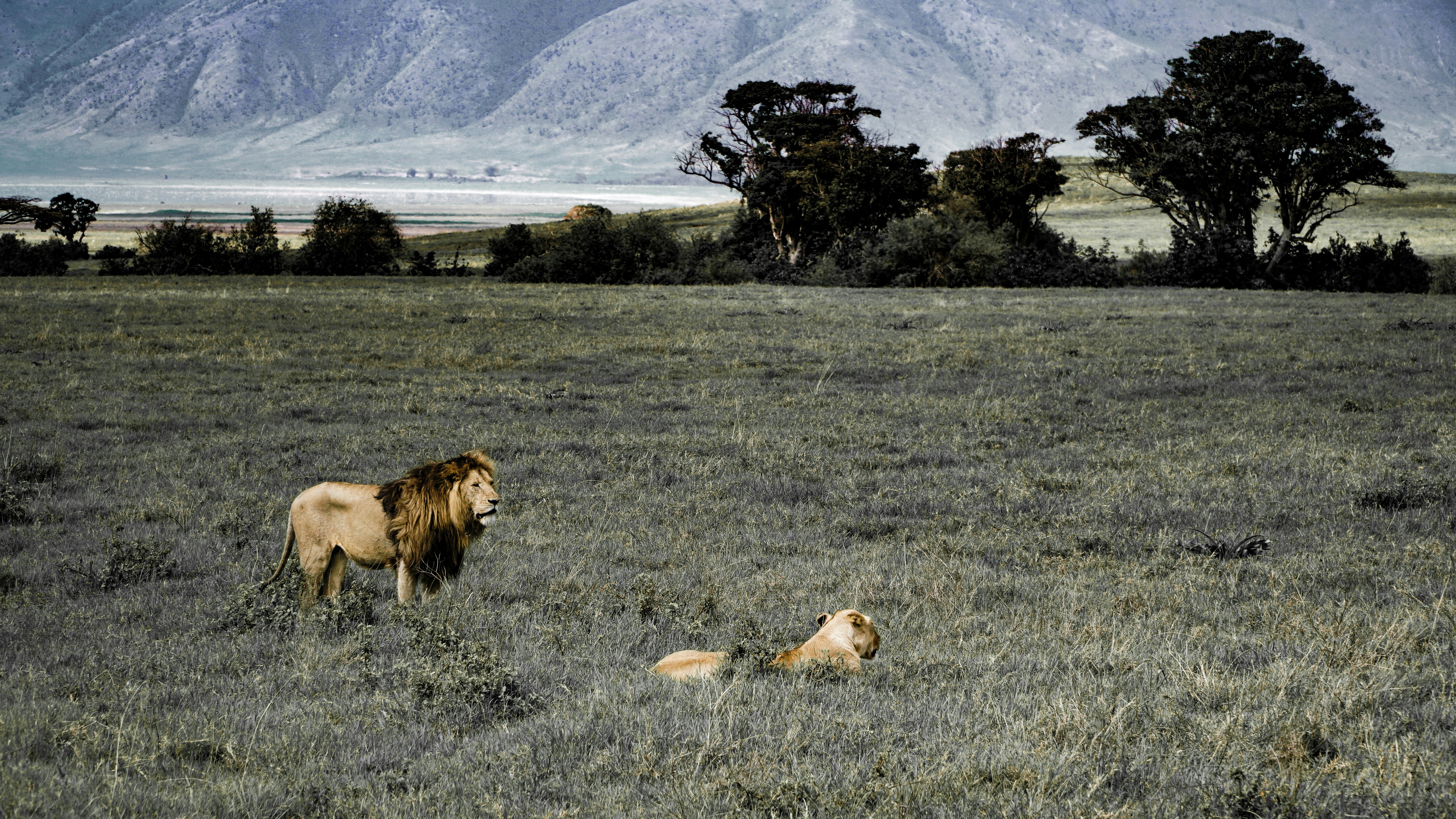 Majestic Stare in the Grasslands: A Lion and its Quiet Prey
