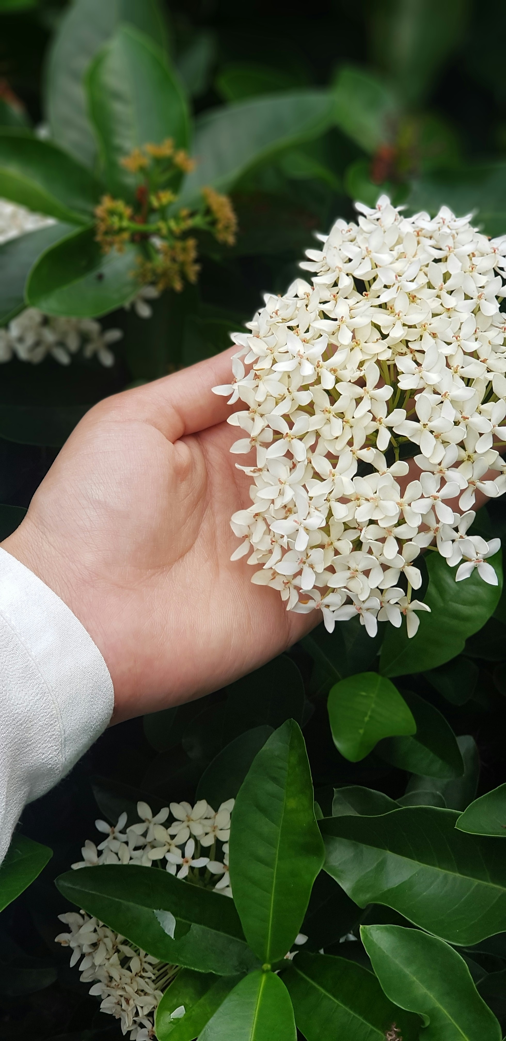 White Ixora flower photo – Free Singapore Image on Unsplash