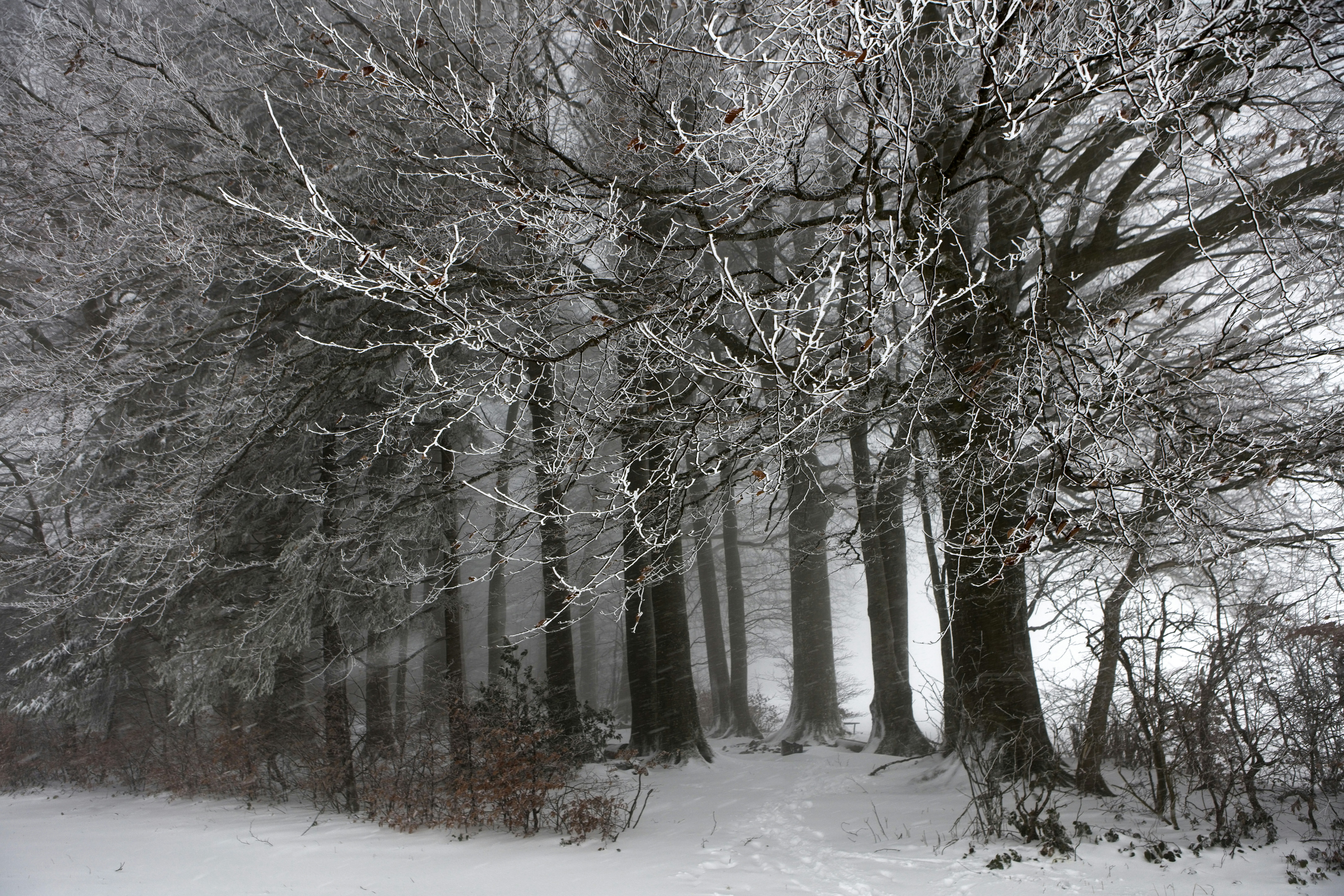 Frost-laden branches stretch towards a misty backdrop, revealing a serene winter landscape. The scene evokes a sense of tranquility amidst the cold. 