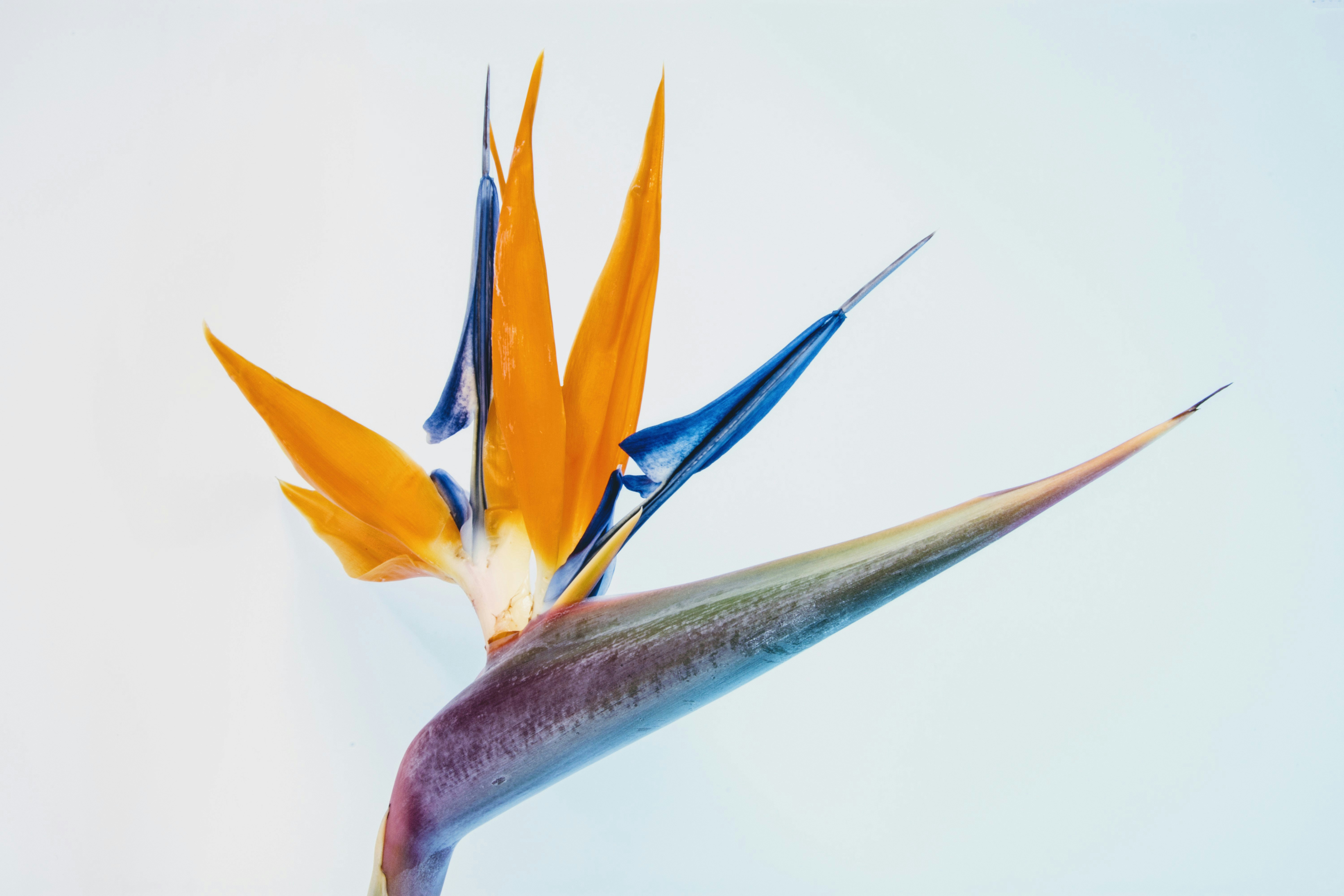 A mid-winter bird of paradise gives a great leap towards the heavens, winking at us as she lifts off.  Another lousy winter day in northern California. | Birds of paradise on focus photo