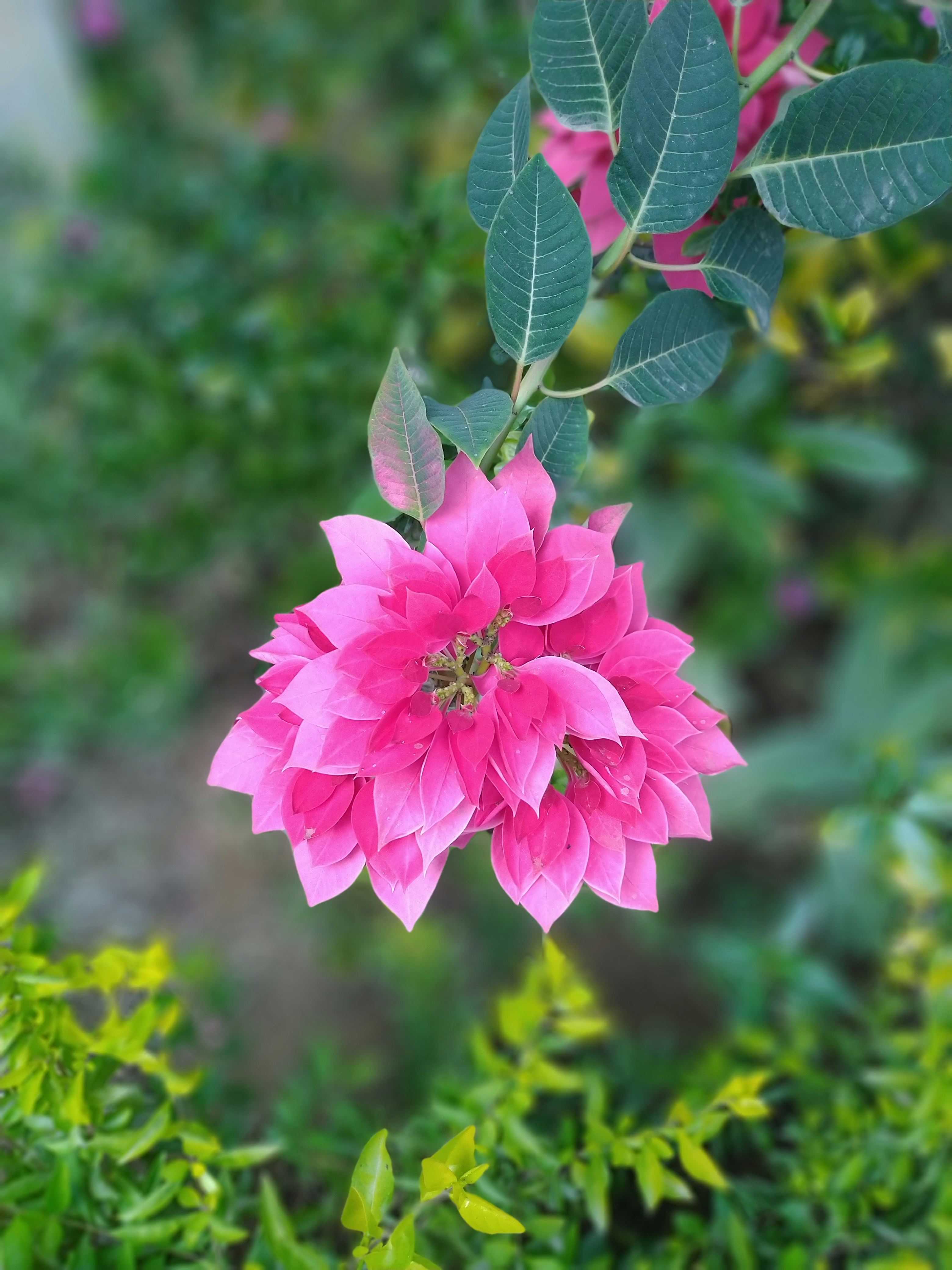 Vibrant pink flower with layered petals surrounded by lush green foliage.