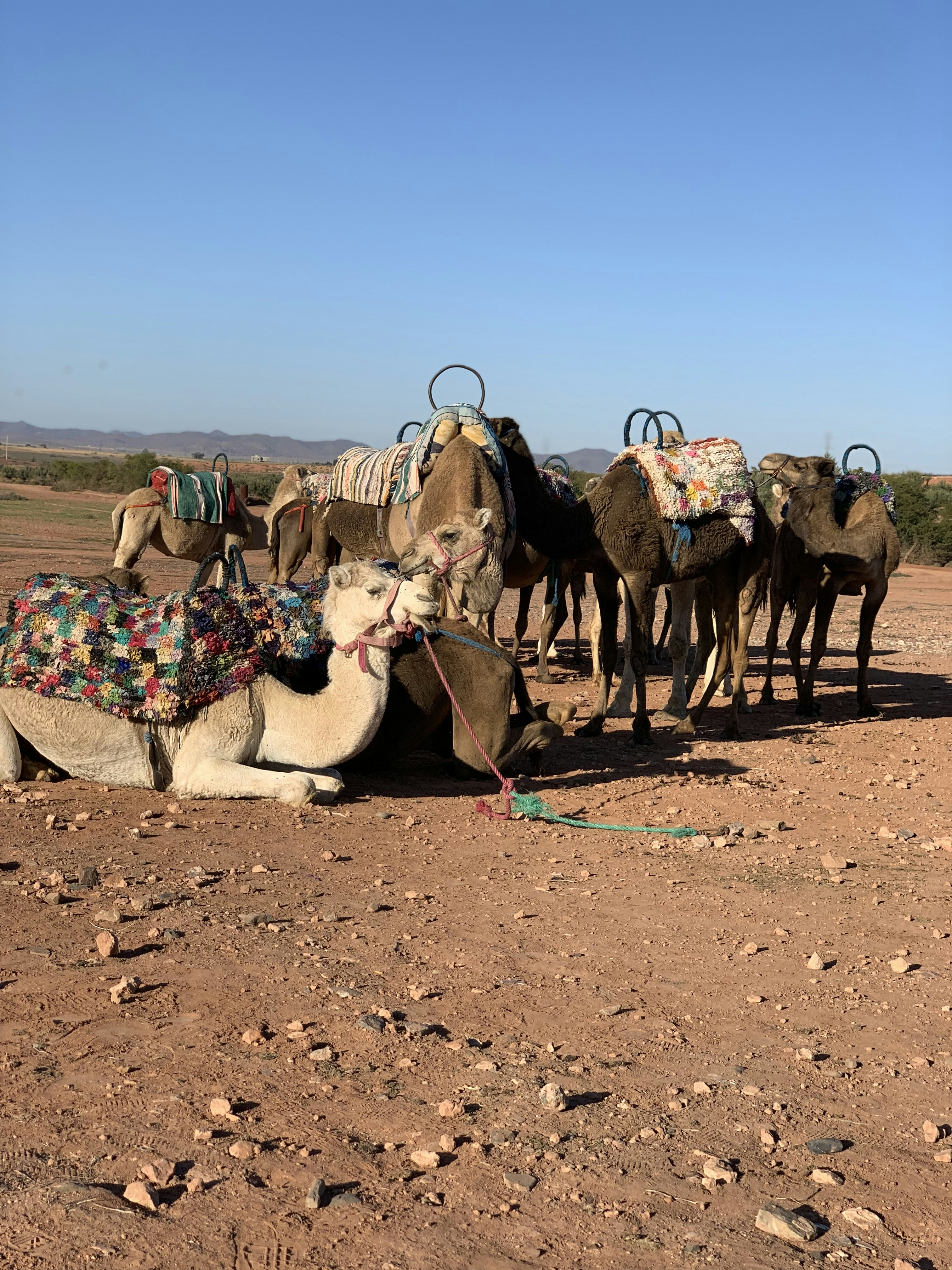 Saddled Silence: A Reclining Camel Amid a Desert Caravan