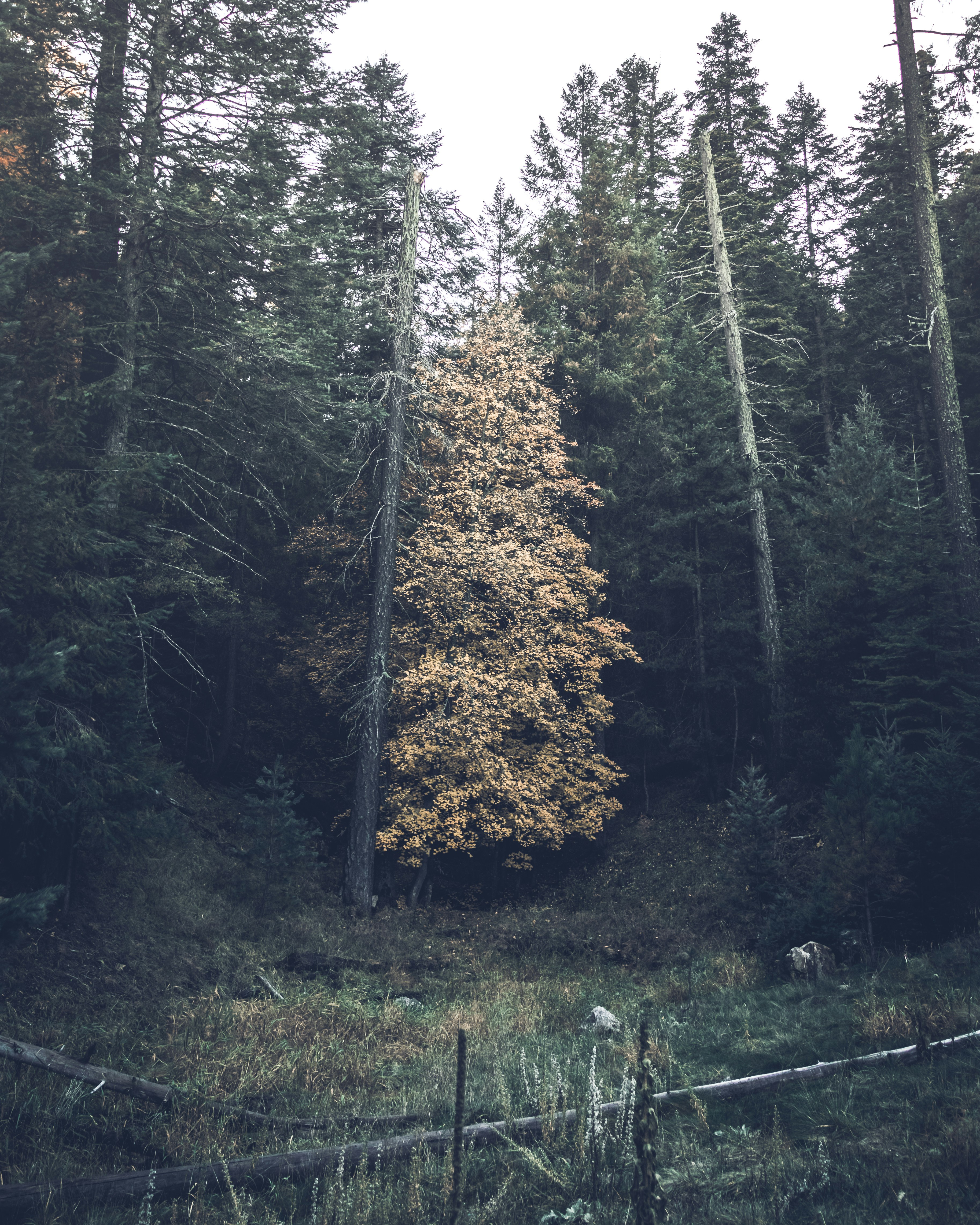thick pine forest under grey sky