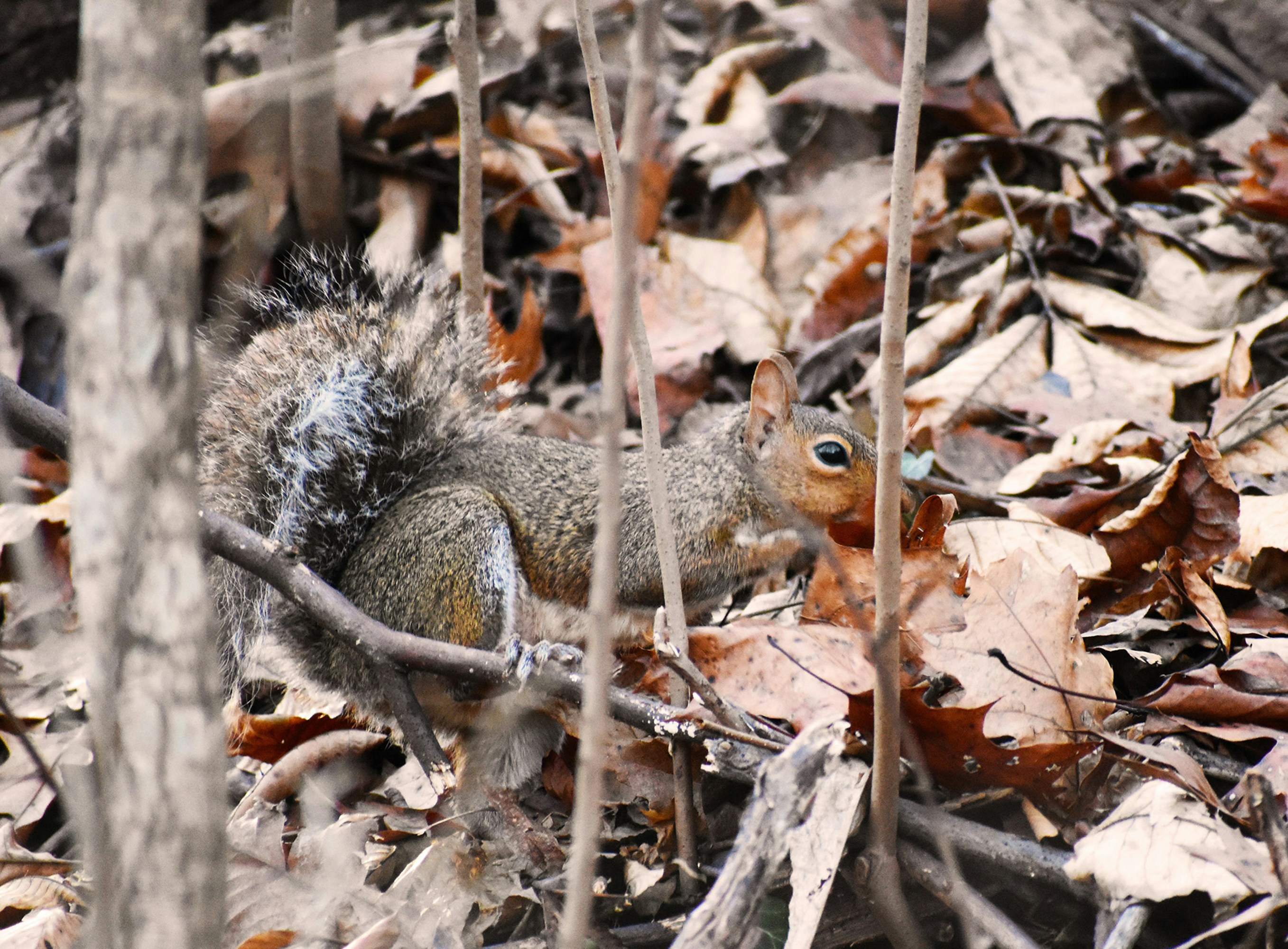 Orange-faced Squirrel in a Quiet Leaf-Litter Hideout