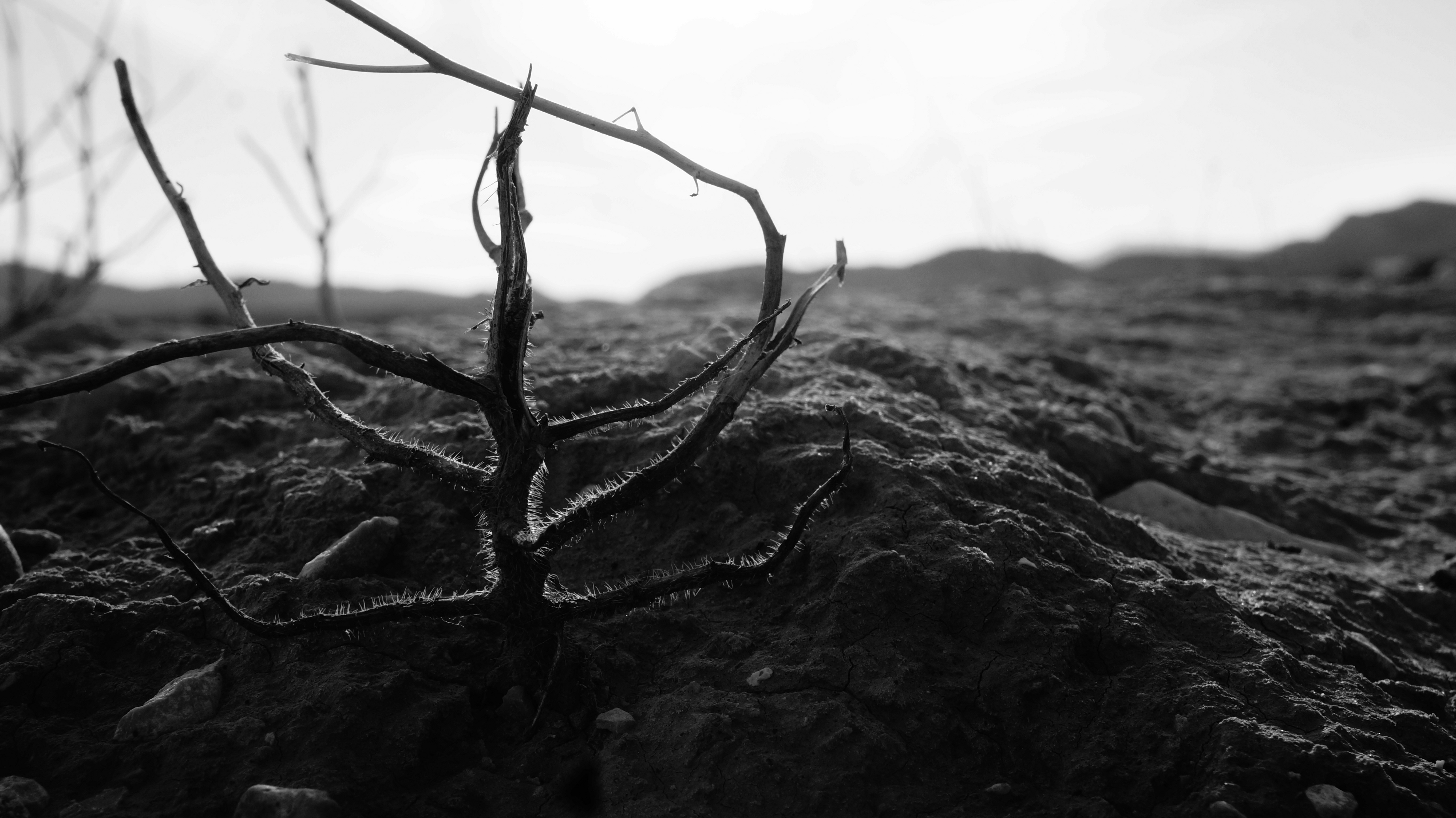 Black-and-white photograph of a gnarled branch resting on jagged volcanic rock, with stark texture in the foreground.