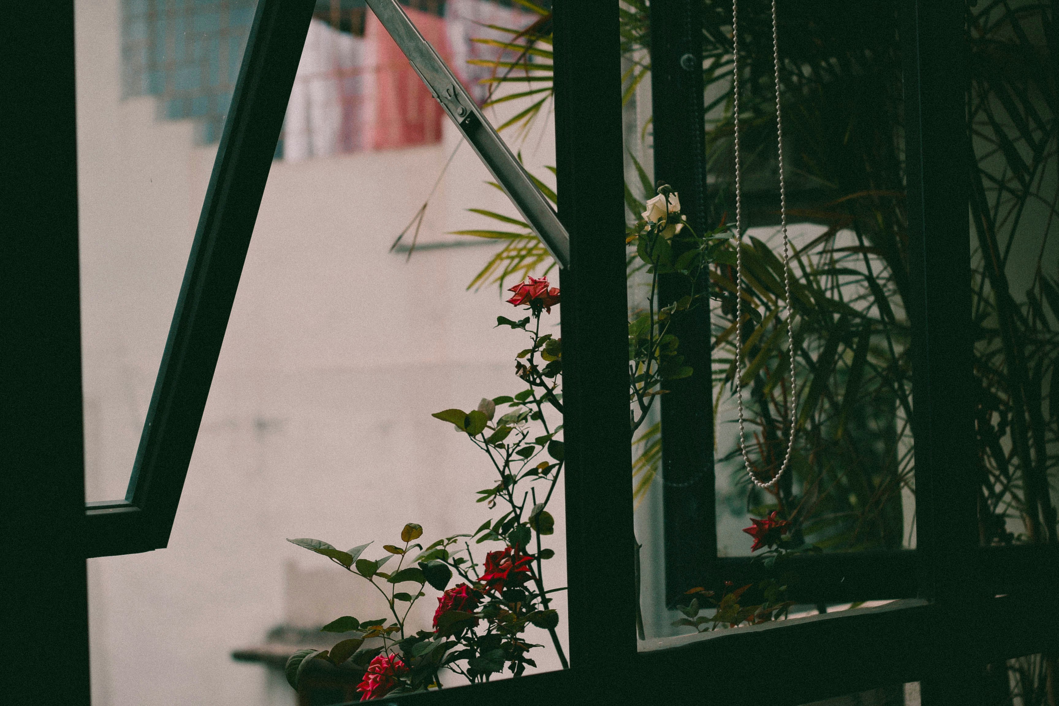 Red flowers framed by an open window against a blurred background.