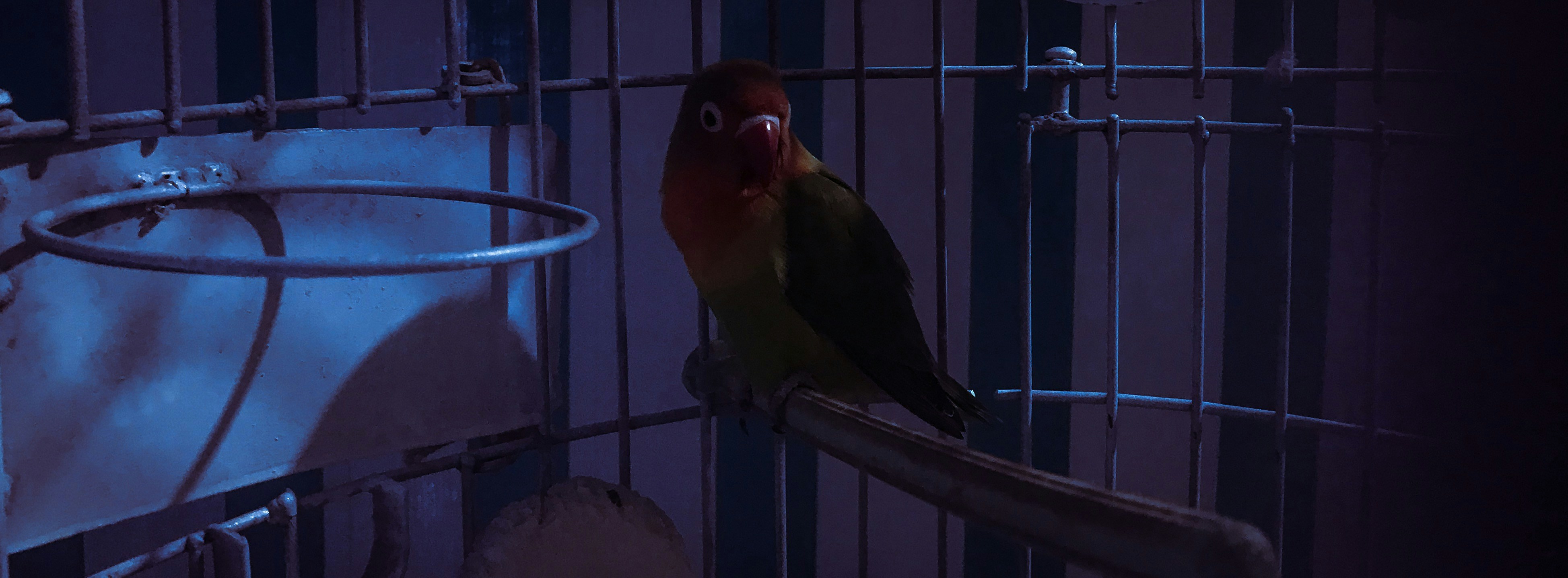 A vibrant lovebird perched on a branch inside a dimly lit cage, illuminated by soft, cool-toned light.