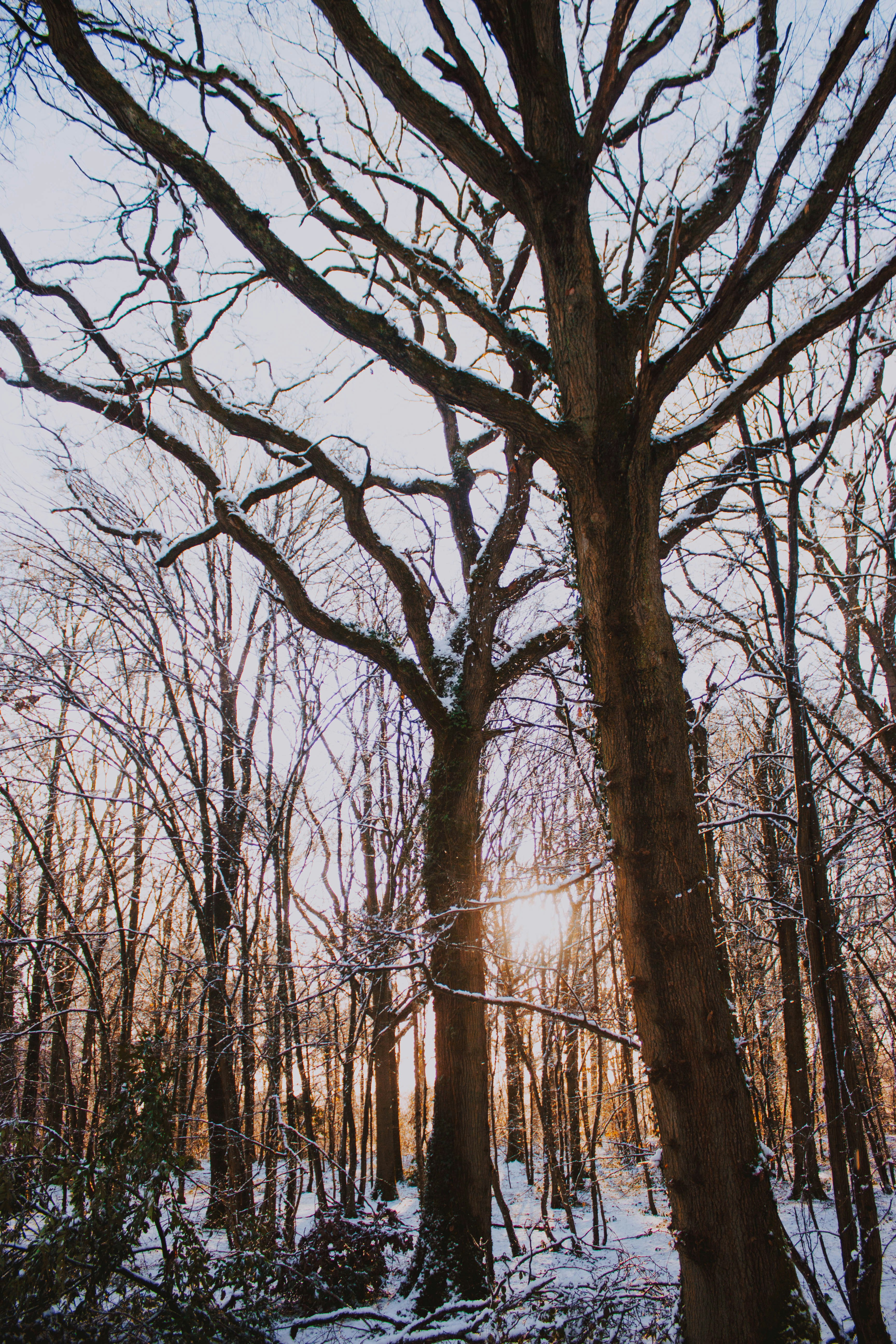 Foto Foto de ángulo bajo de árboles sin hojas – Imagen Árbol gratis en ...