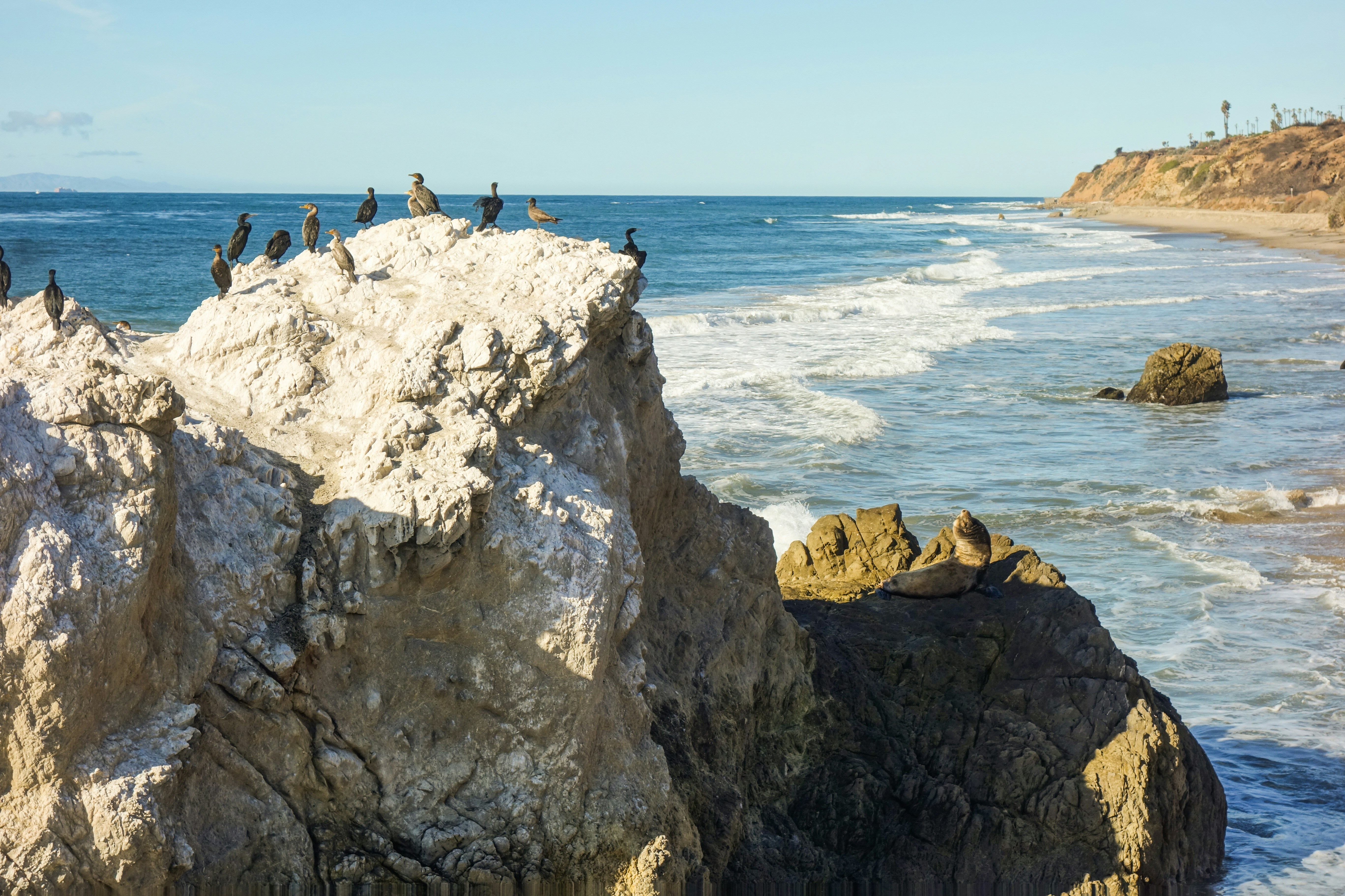Seabirds on the White Promontory: A Sunlit Coastal Moment