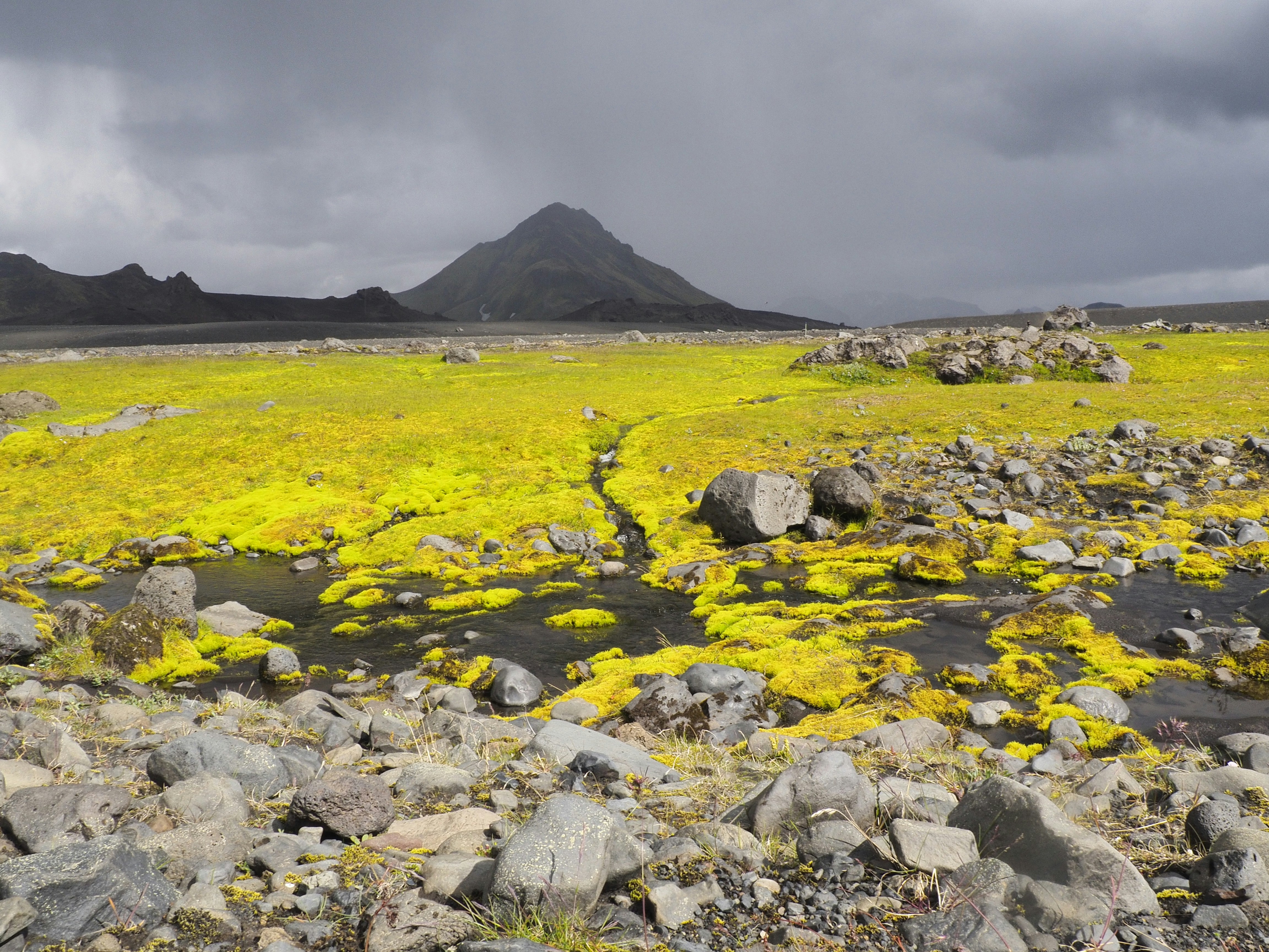 Verdant Sea of Lichen and Looming Peak