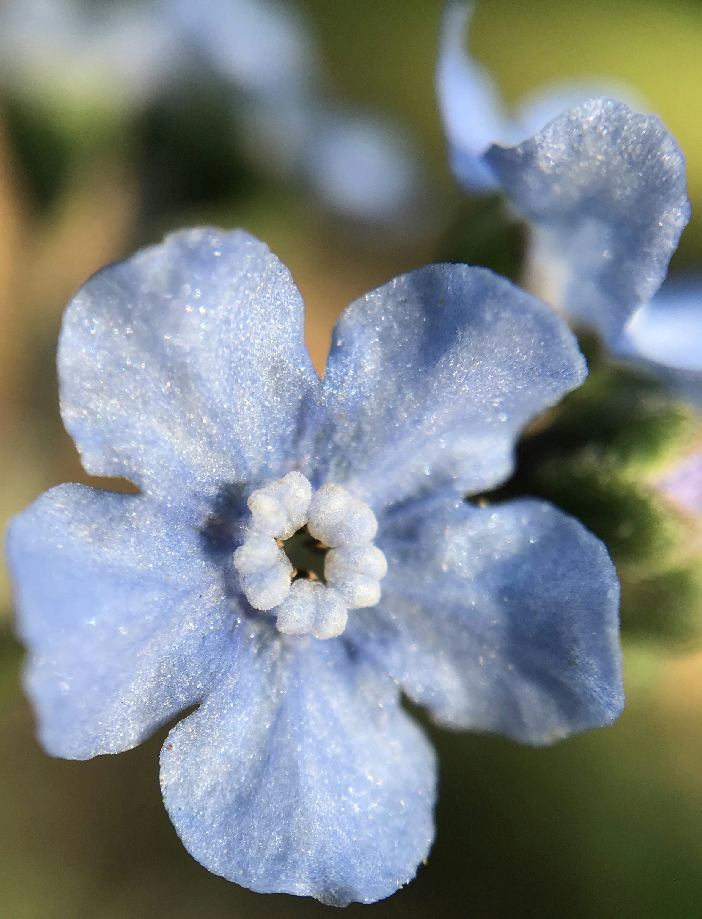 Azure Velvet: Macro Portrait of a Blue Flower