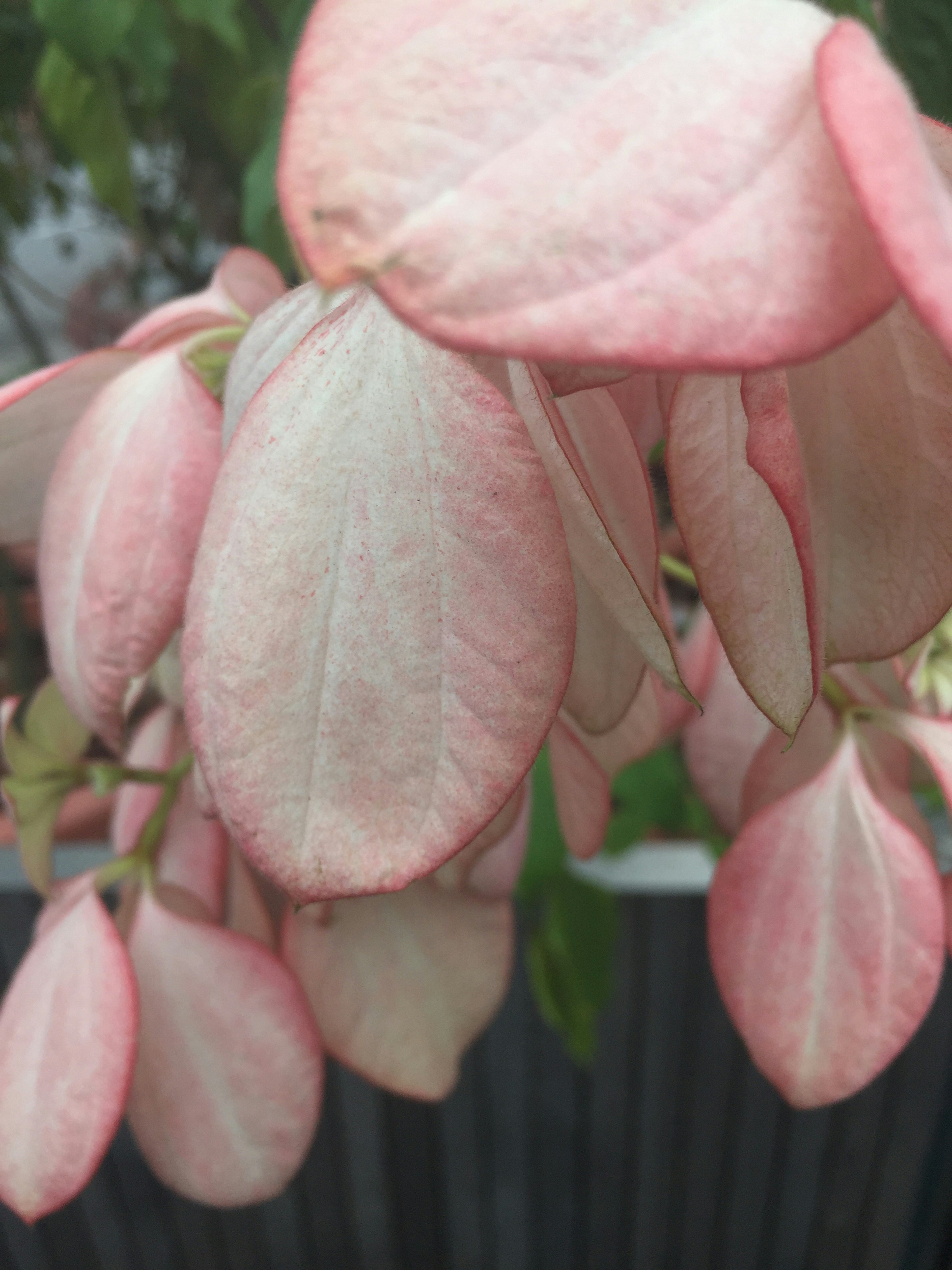 Close-up of soft pink leaves with subtle veins and green foliage in the background.