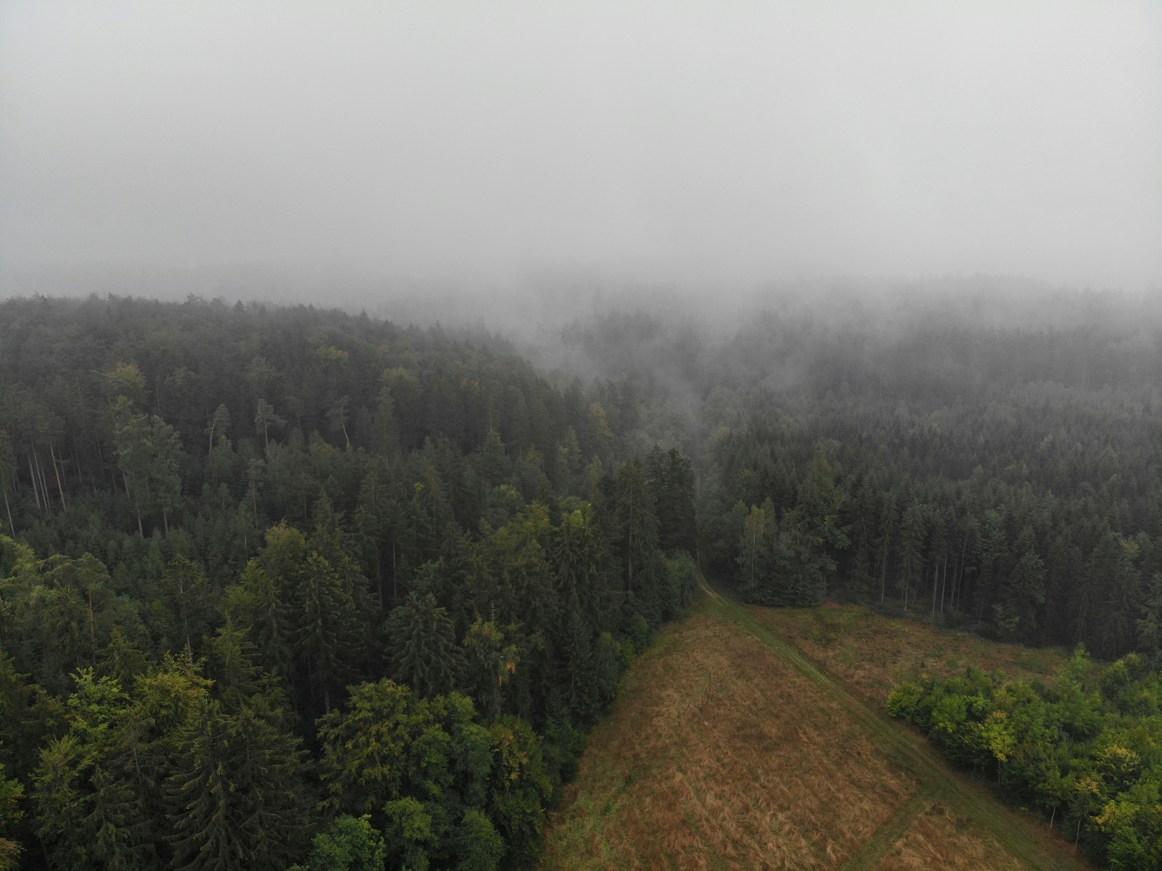Dense forest shrouded in fog with a clearing revealing a patch of golden grass. The atmosphere evokes a sense of tranquility and mystery.