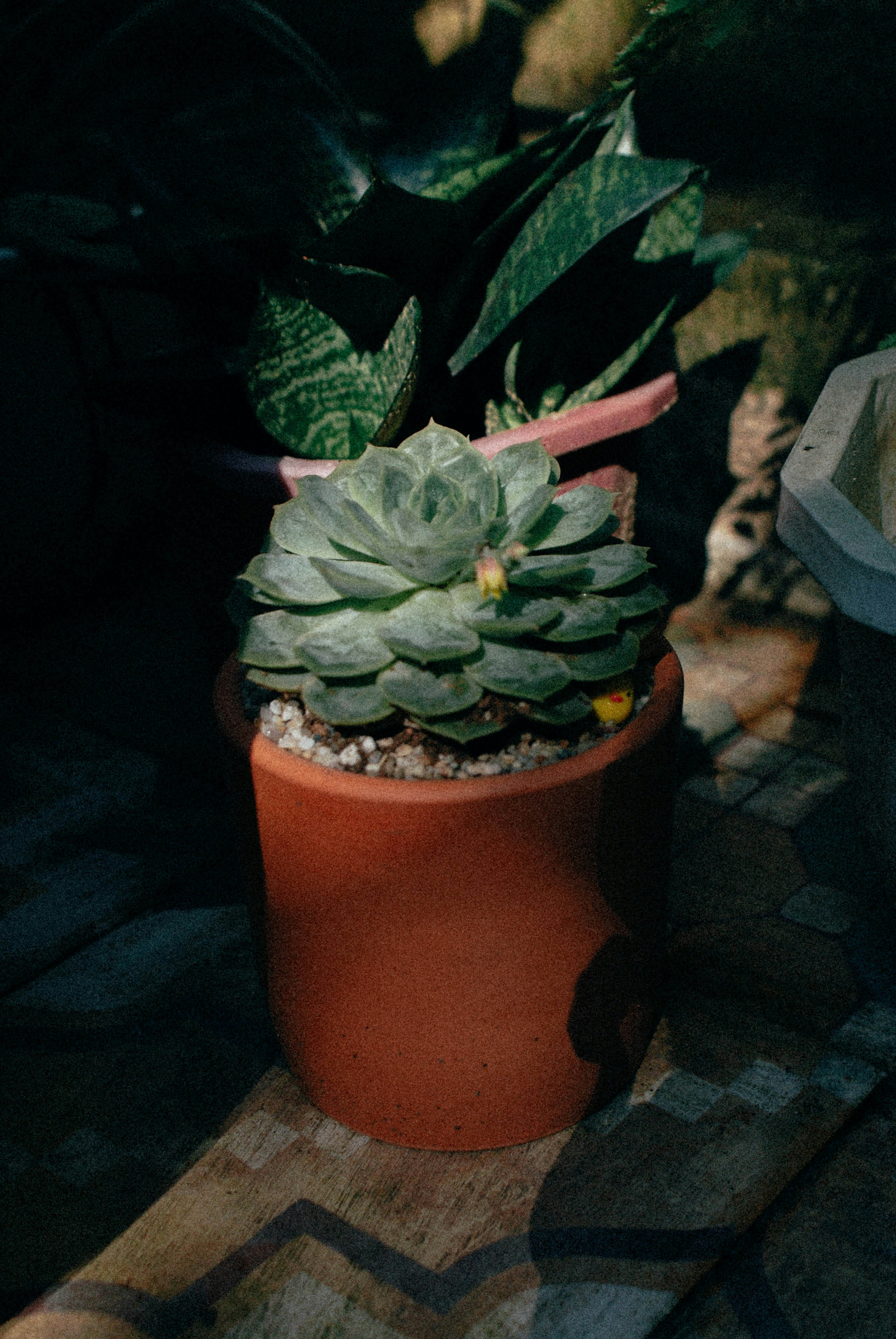 A lush succulent in a terracotta pot, surrounded by vibrant foliage, bathed in soft sunlight. The textured surface beneath adds depth to the scene.