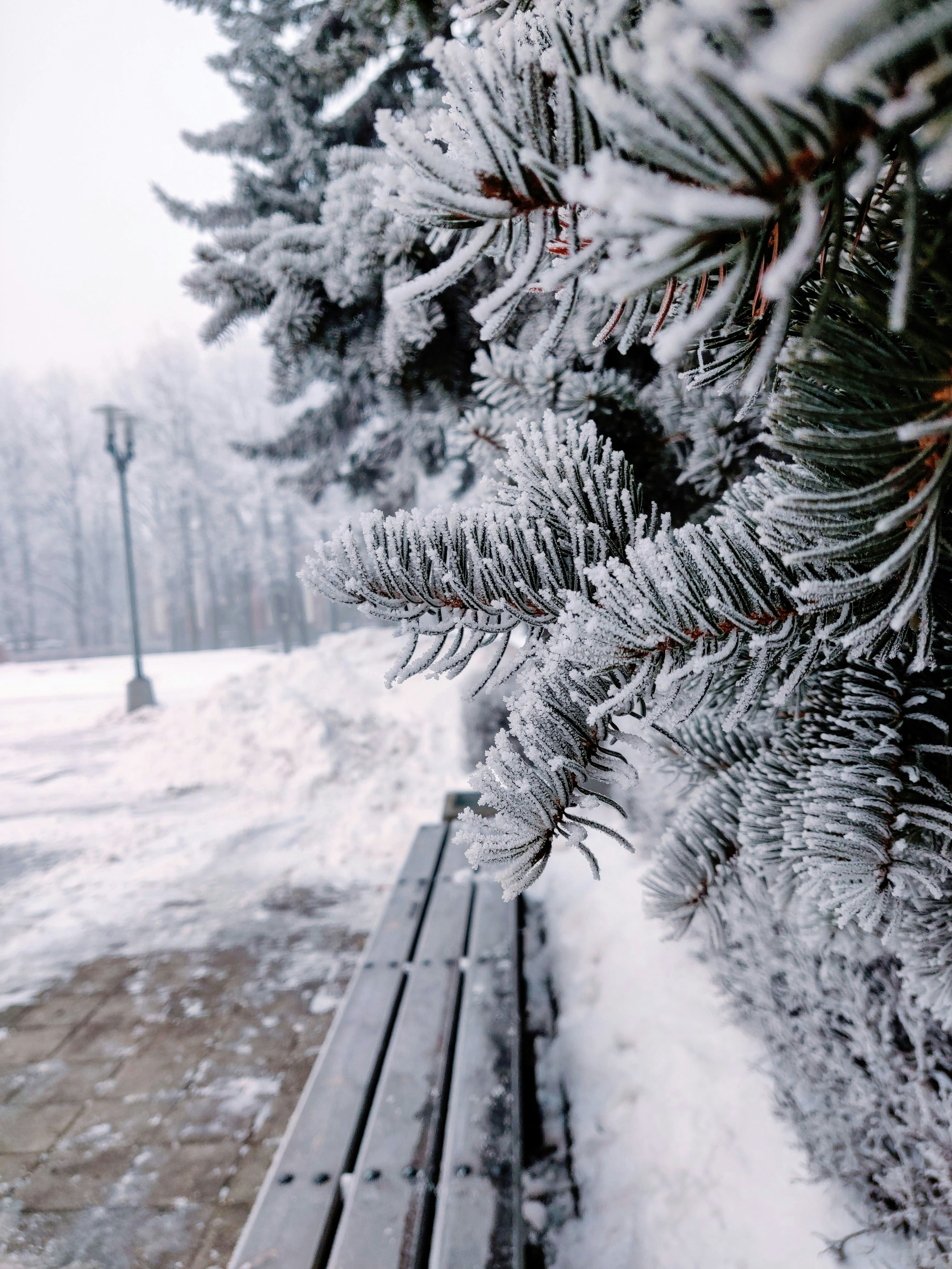 Close-up photography of leafed tree photo – Free Winter Image on Unsplash