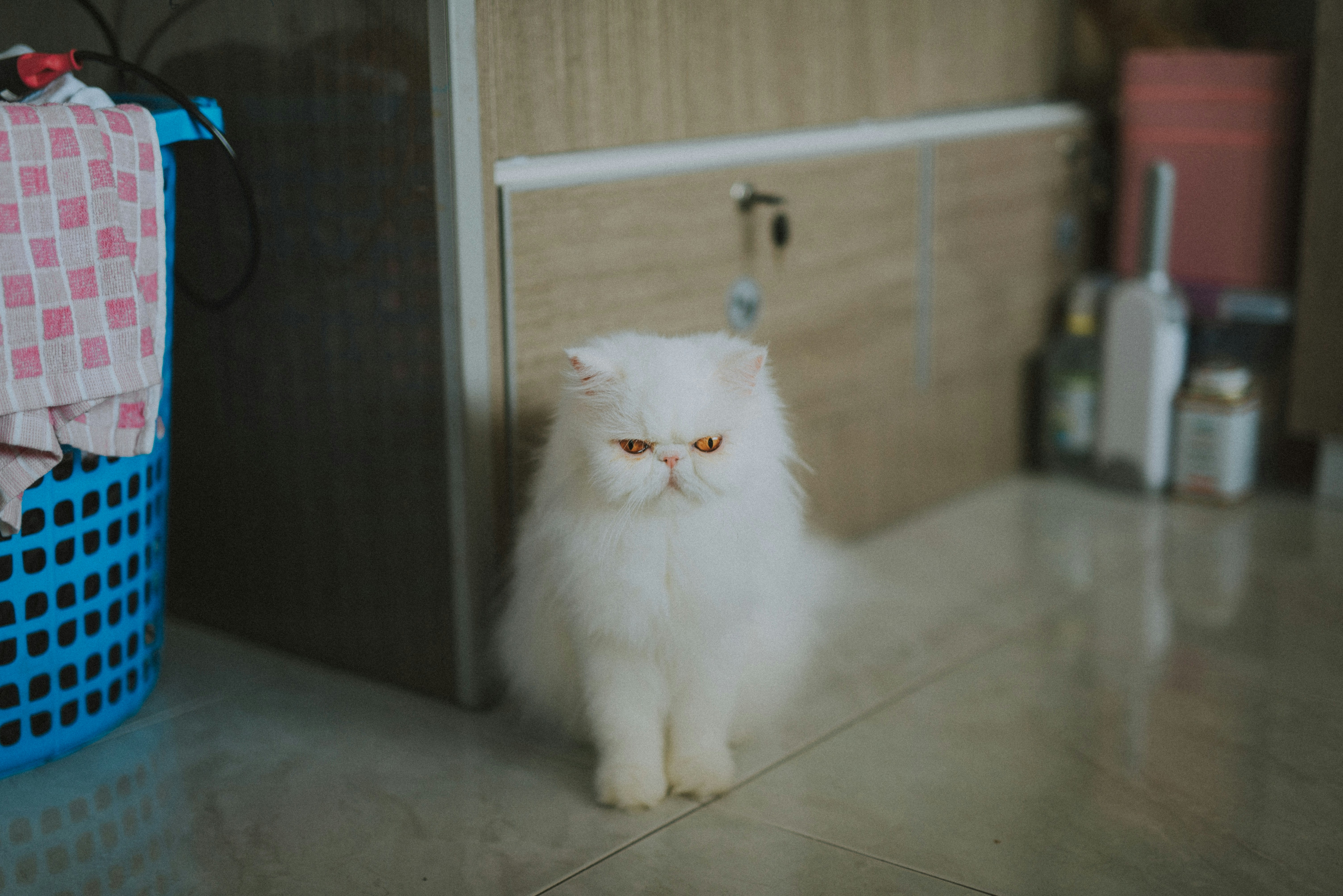 Fluffy white Persian cat standing calmly in a cozy indoor space, framed by household items. Its piercing gaze adds a touch of personality to the scene.