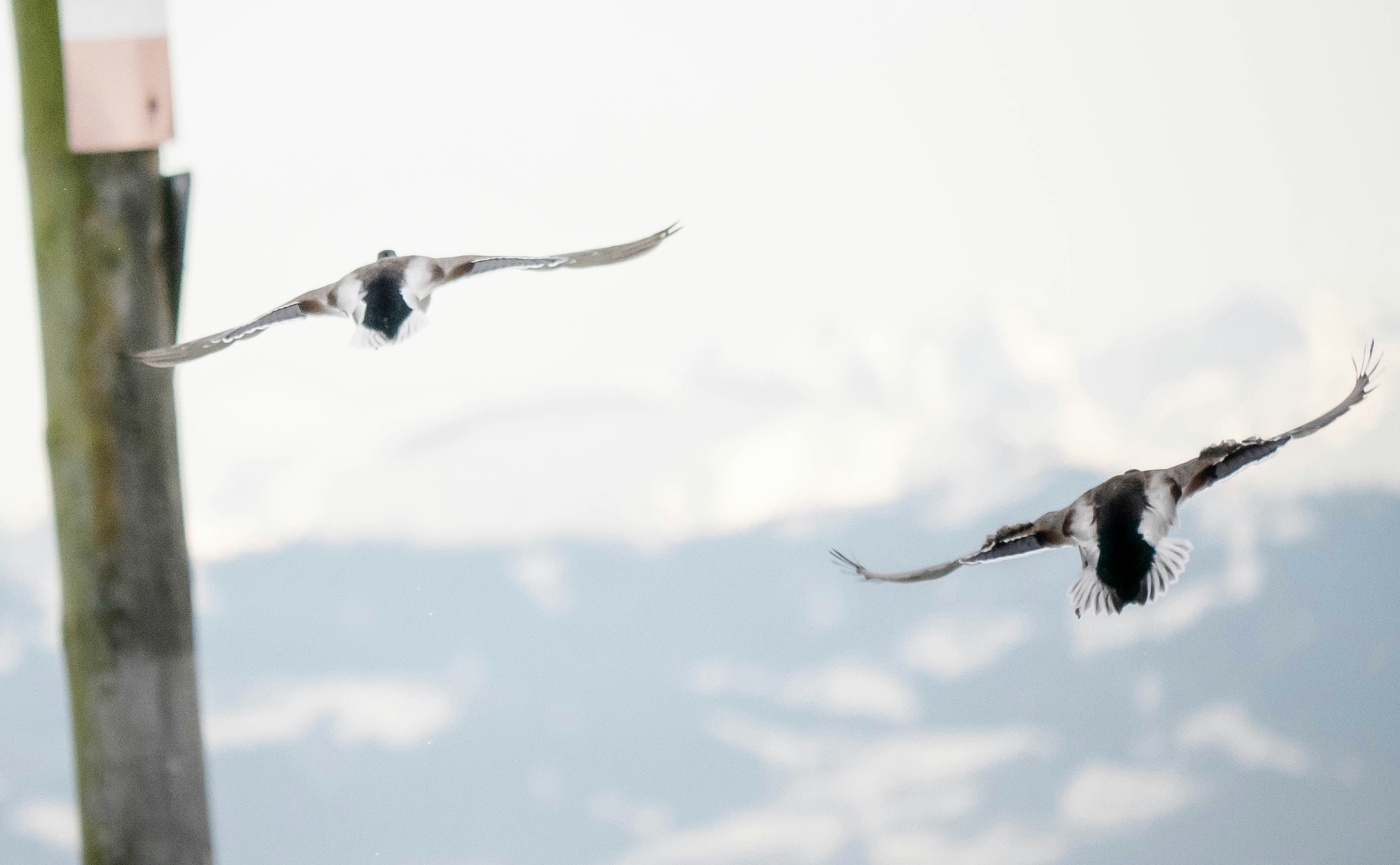 Wingbeat Duet Over a Pale, Quiet Sky