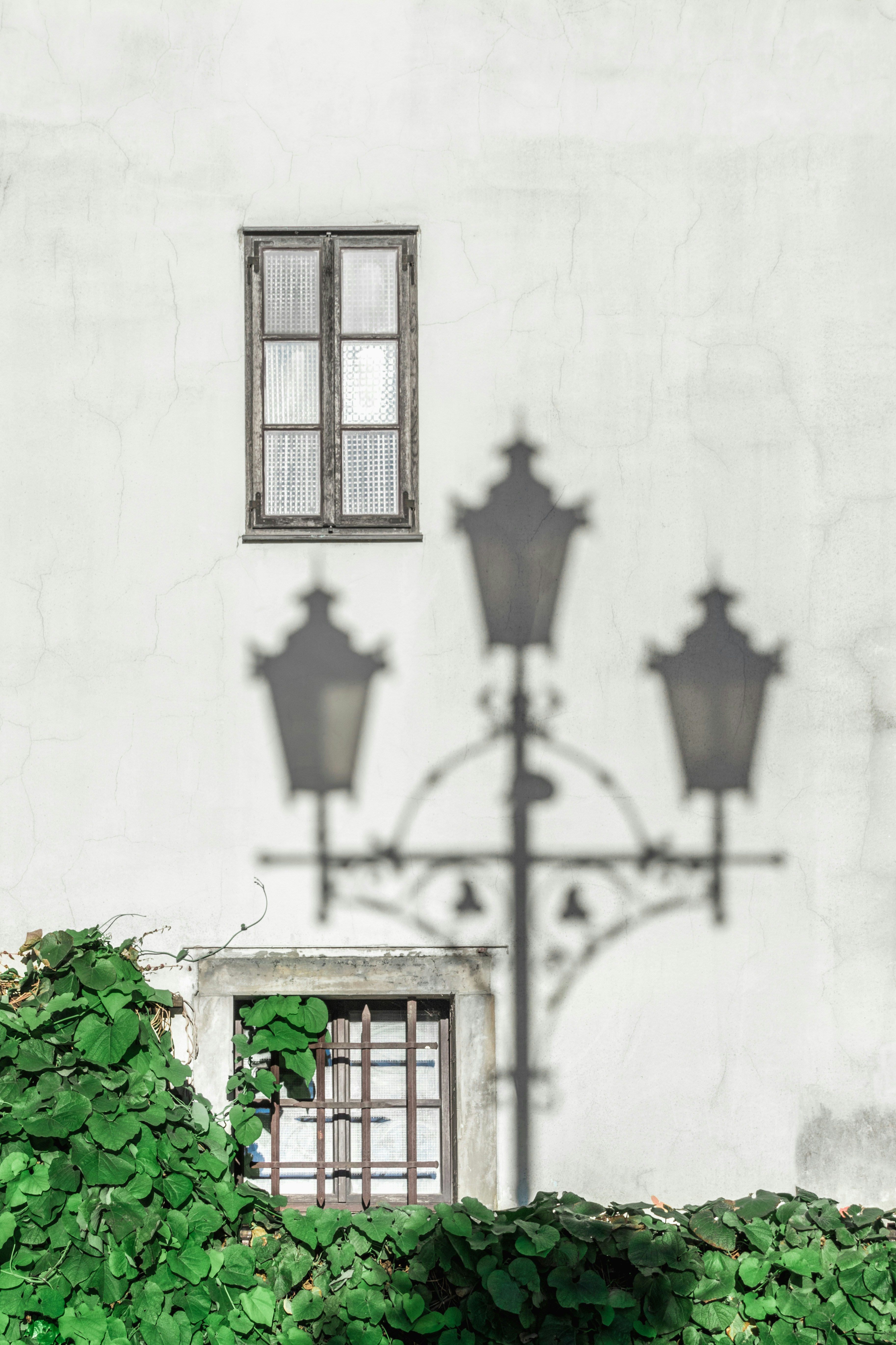 Intricate shadows of vintage street lamps cast against a textured white wall, framed by lush green ivy.