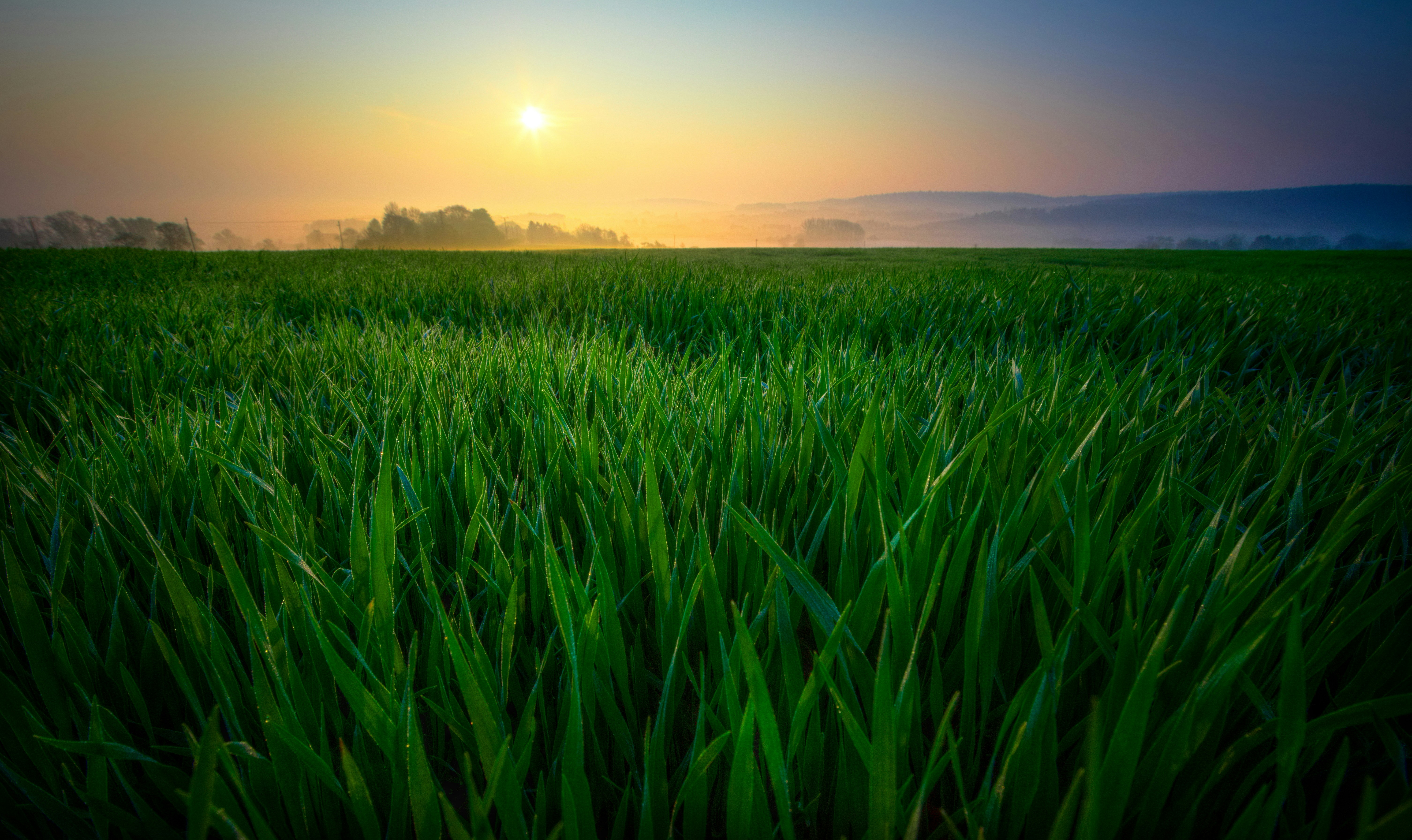 Vibrant green grass stretches across a tranquil landscape as the sun rises over distant hills, casting a warm glow. Dew drops glisten in the early light.