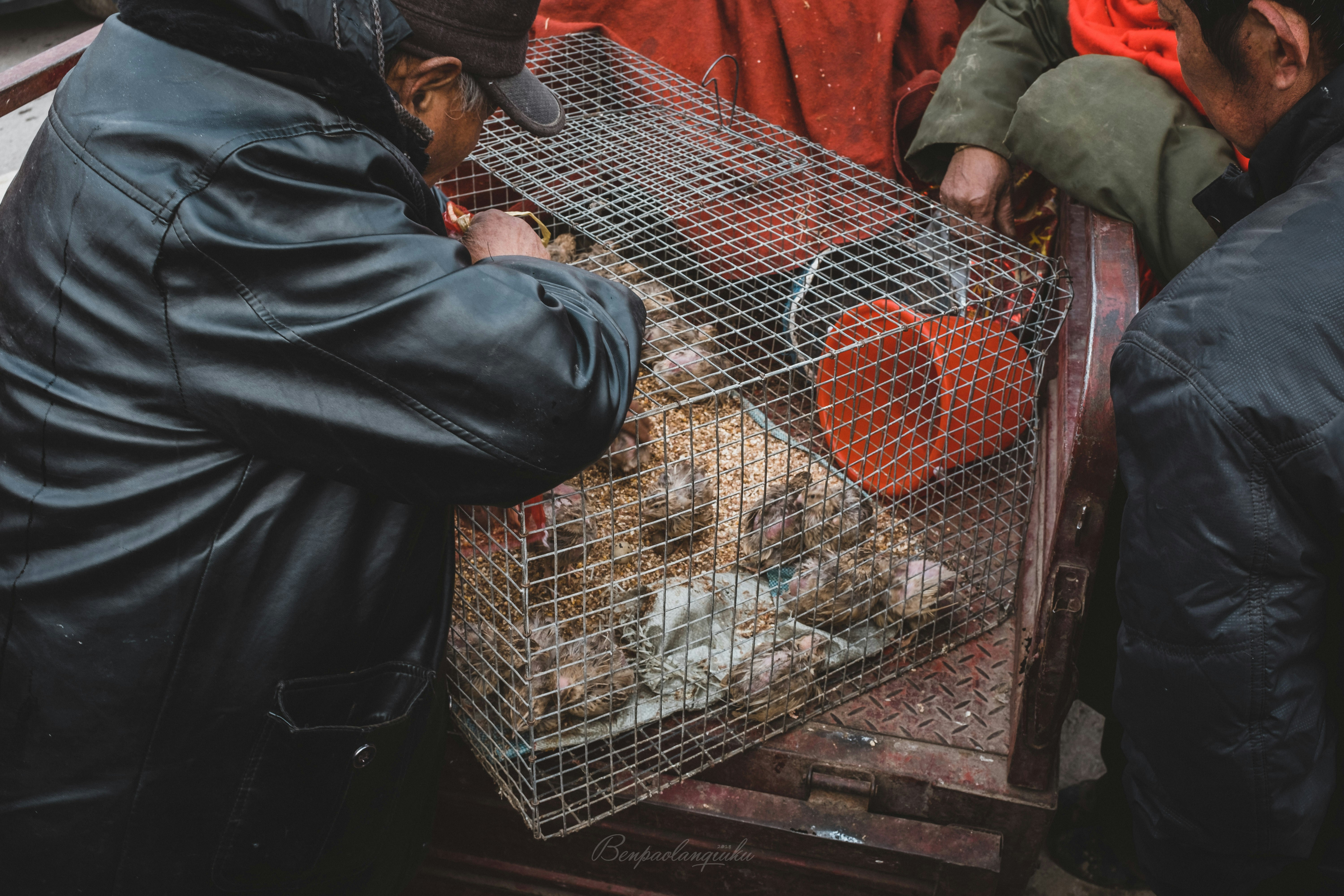 person getting quail inside cage