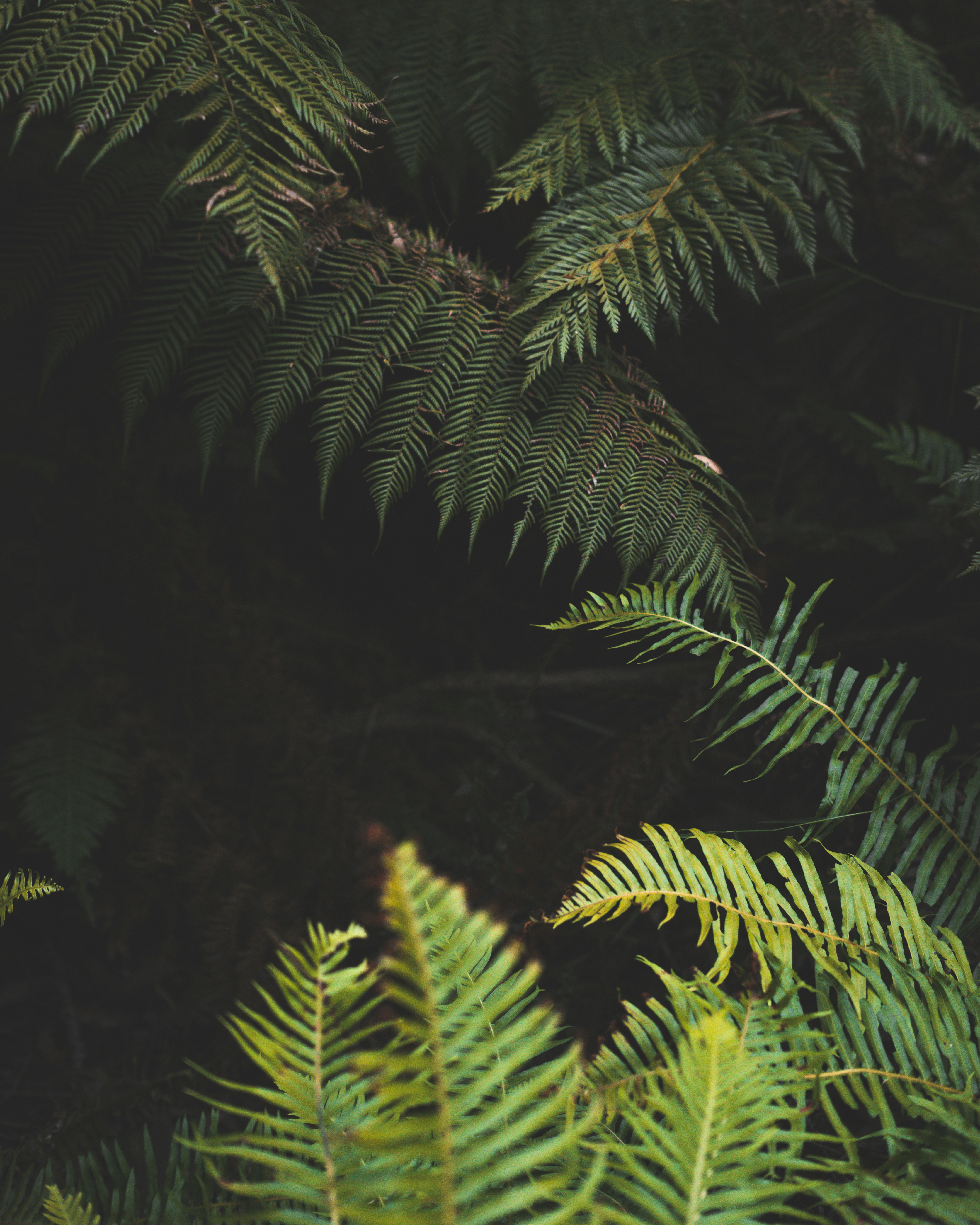 Green leafed tree photo – Free Fern Image on Unsplash