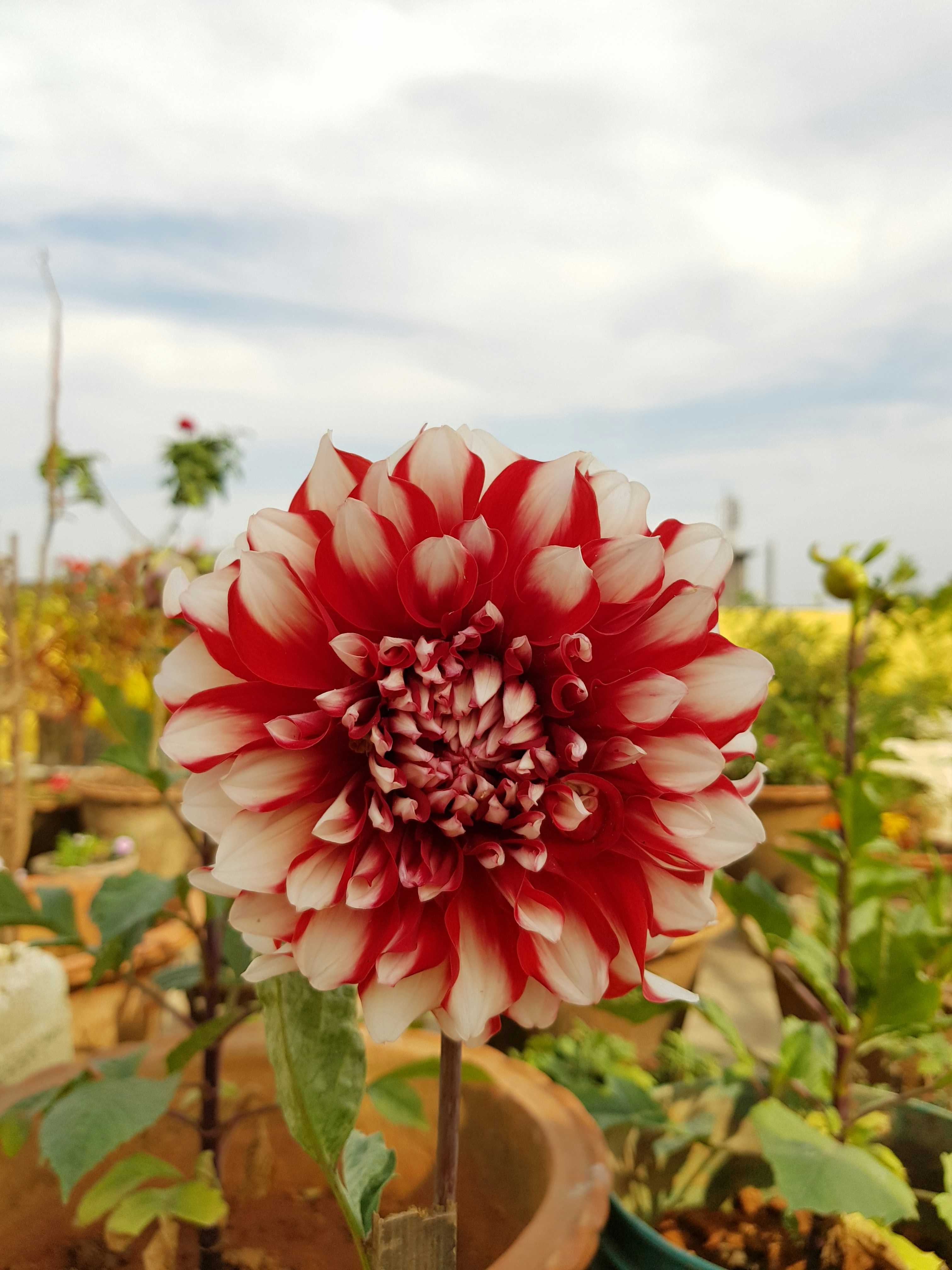 Crimson-White Dahlia: Center-Stage Bloom with Velvet Bokeh