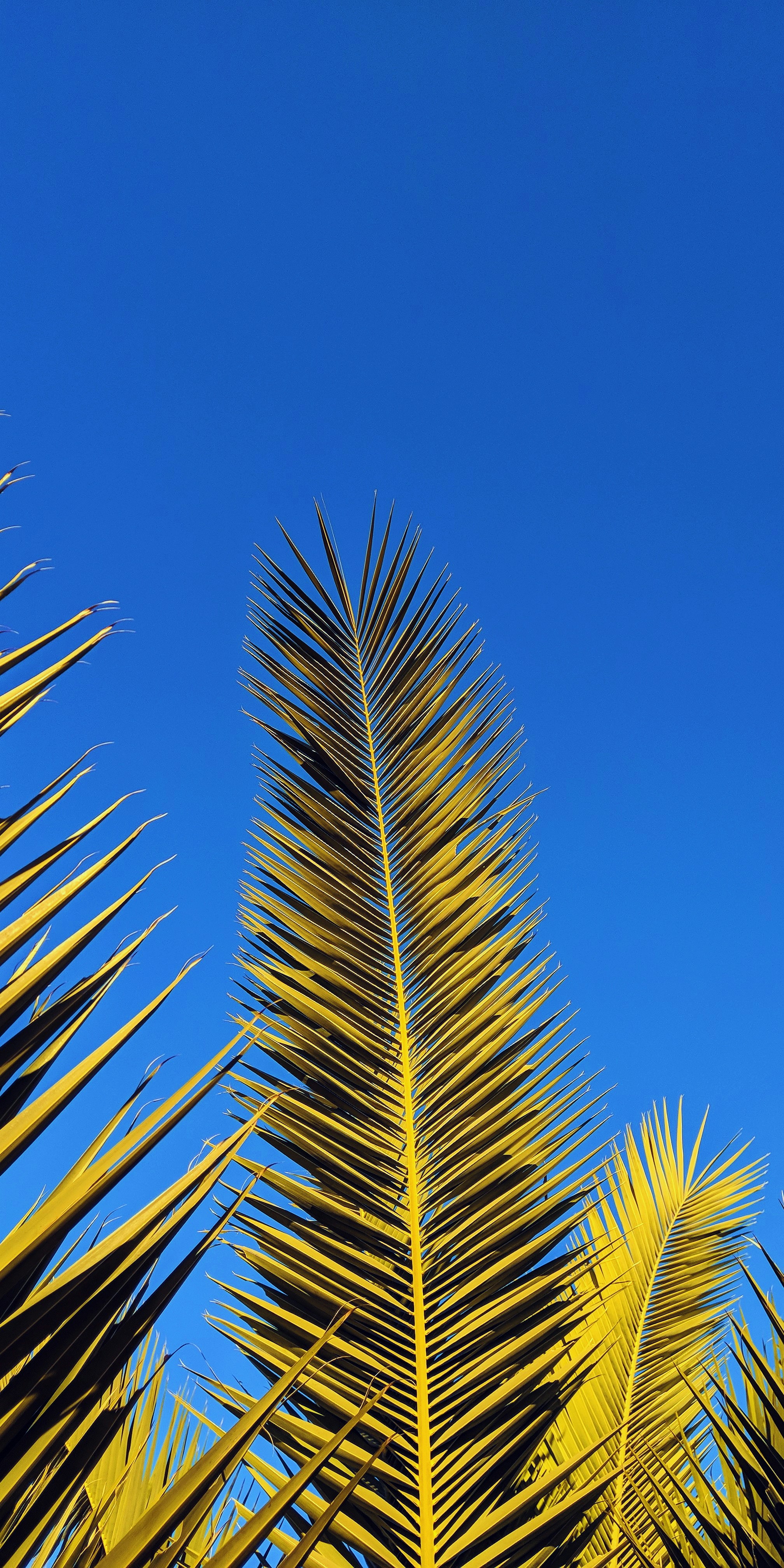 Vibrant palm fronds stretch upward, illuminated by sunlight against a deep blue sky.