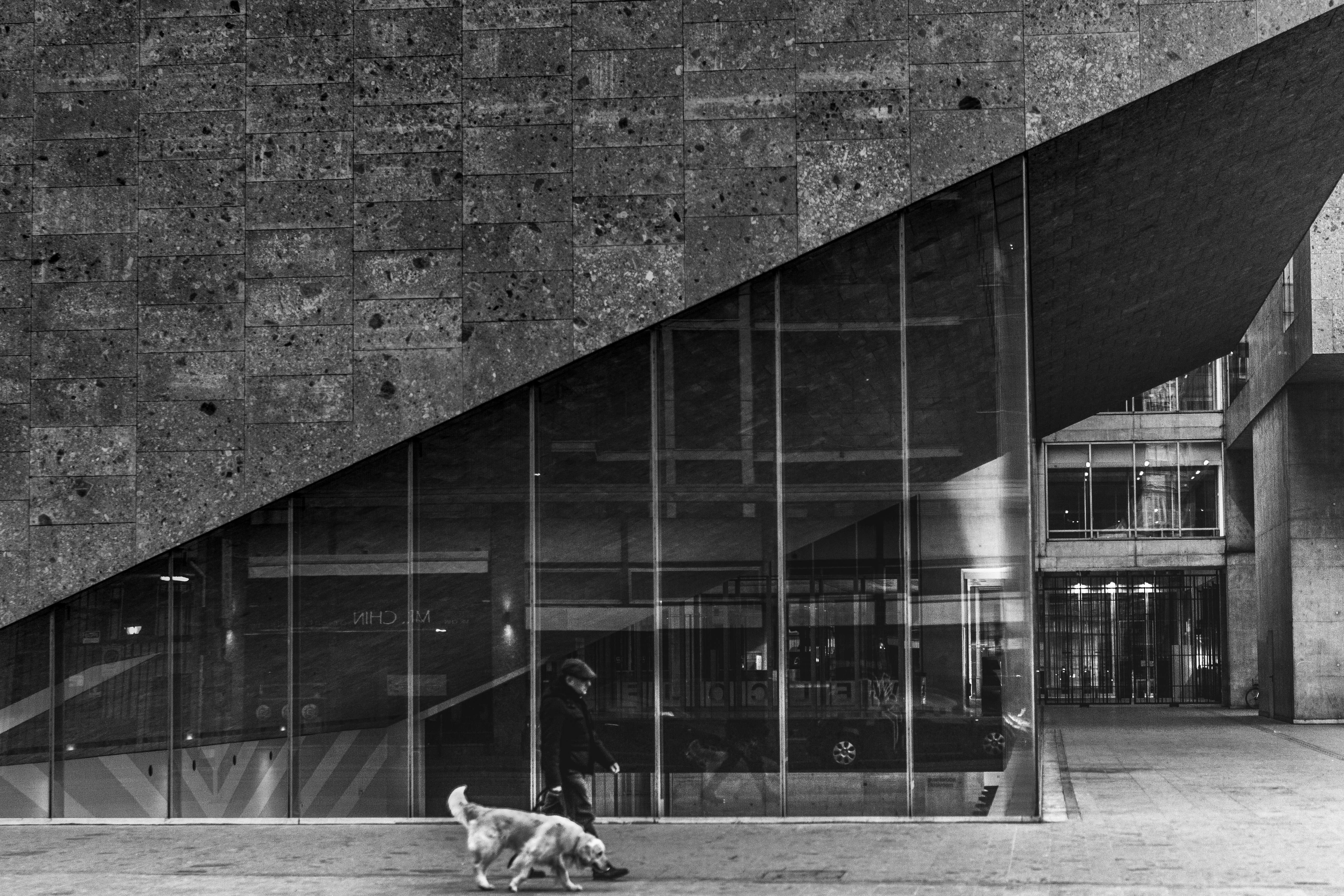 Low-Angle Paseo: A Dog and a Walker Beneath Brutalist Canopy
