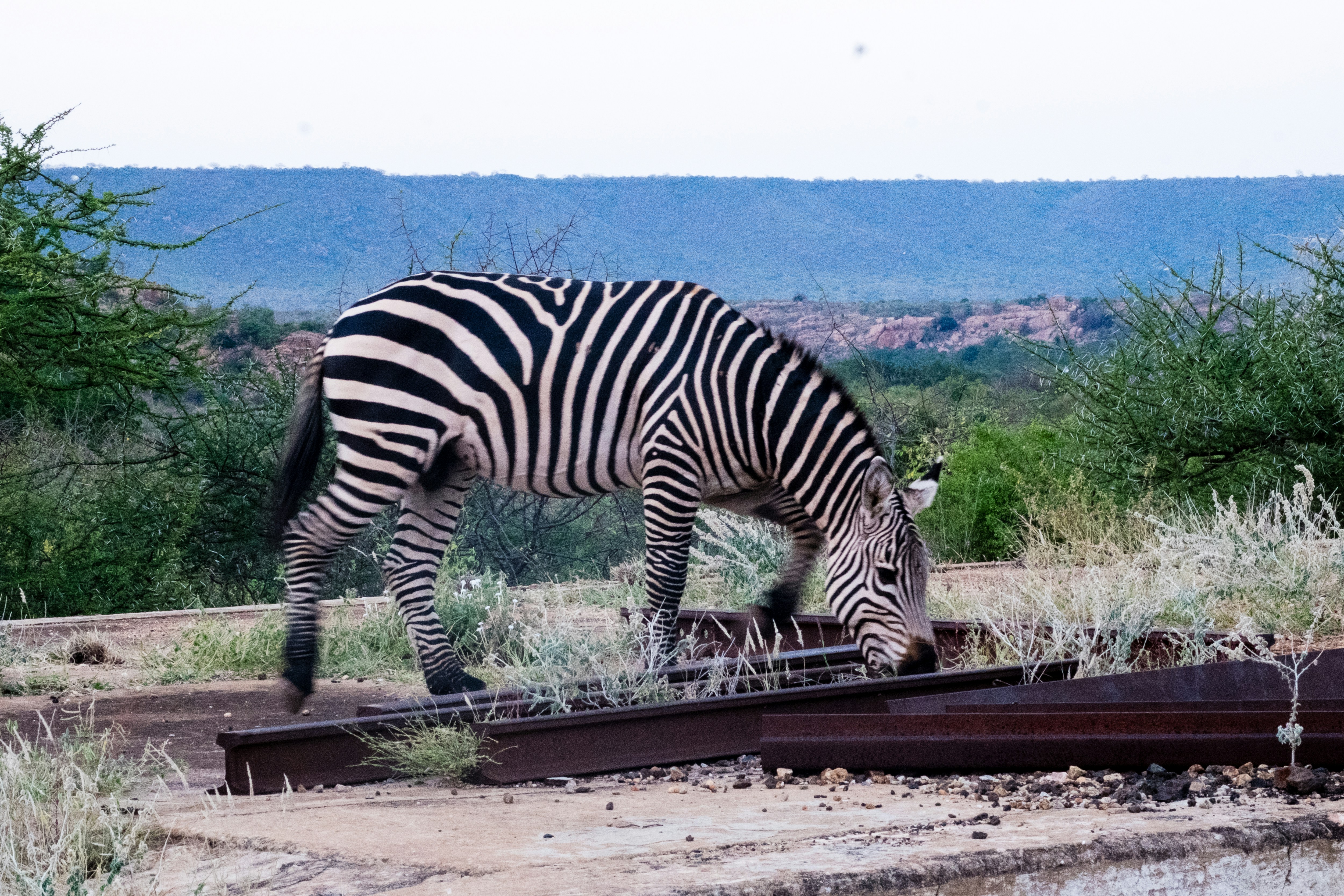 Stripe Shadows on Rust: Zebra Grazing by Desert Rail Tracks
