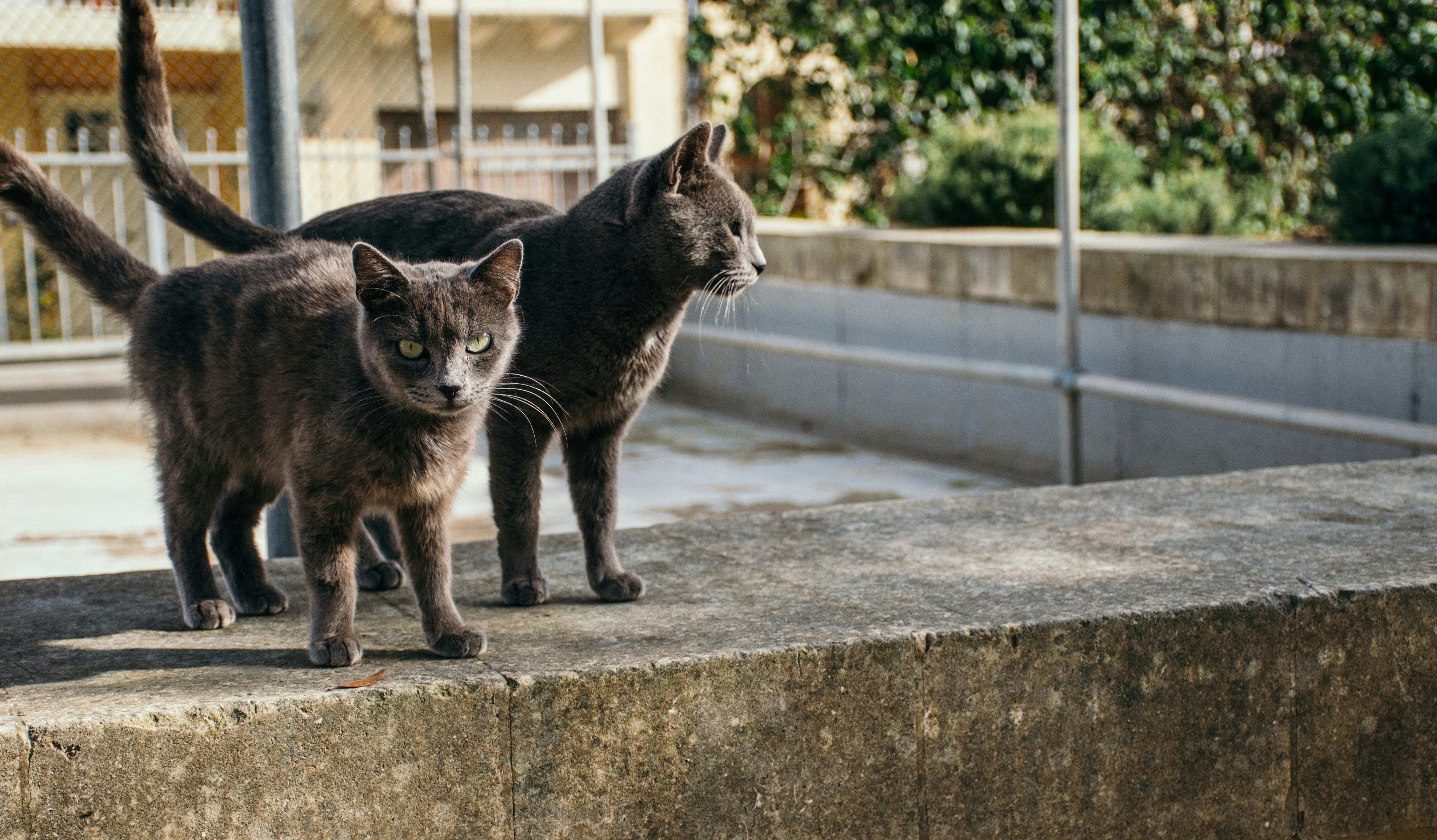Two bombay cats on gray concrete pavement at daytime photo – Free Grey ...