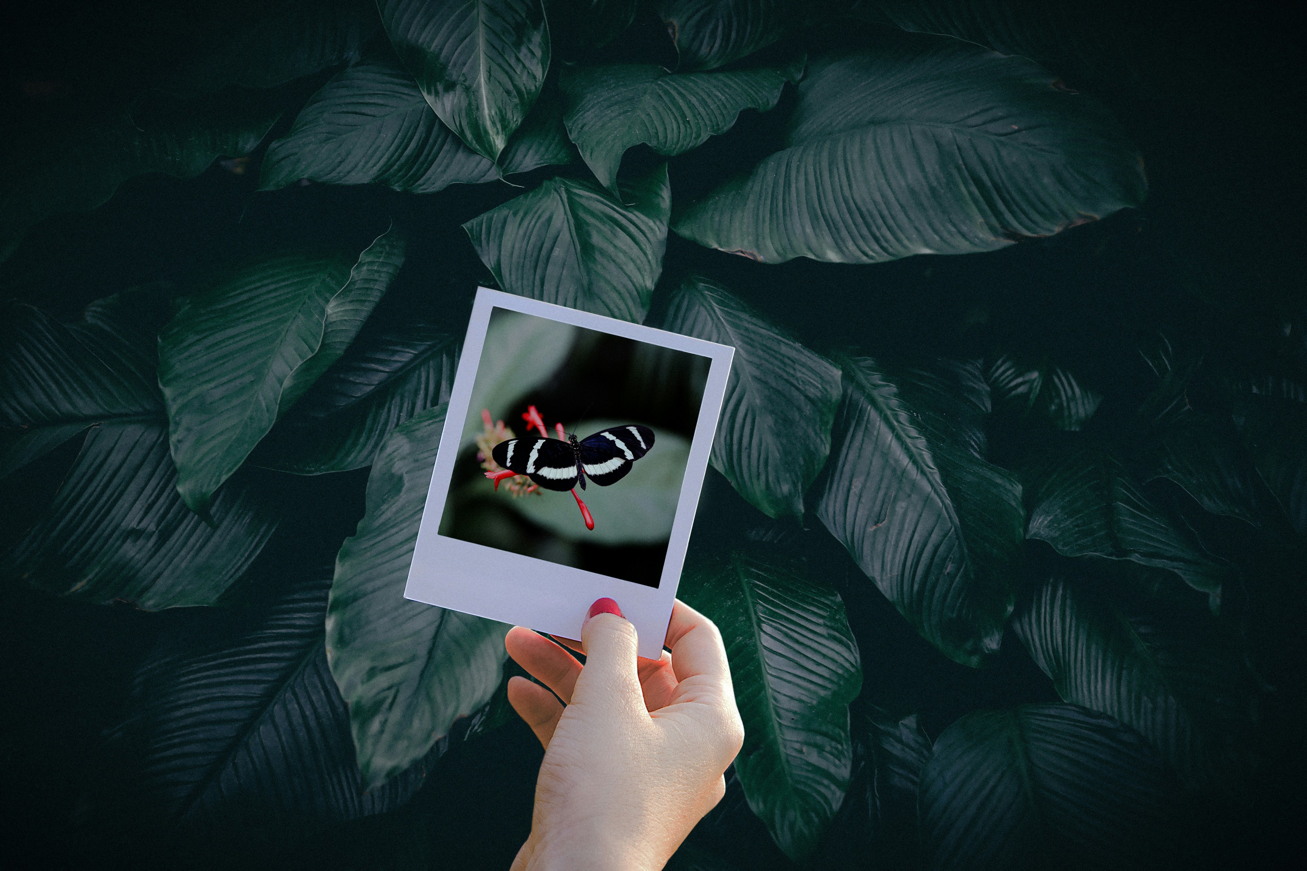 Tiny Polaroid, Big Pause: A Handheld Memory Framed Against Jungle Leaves