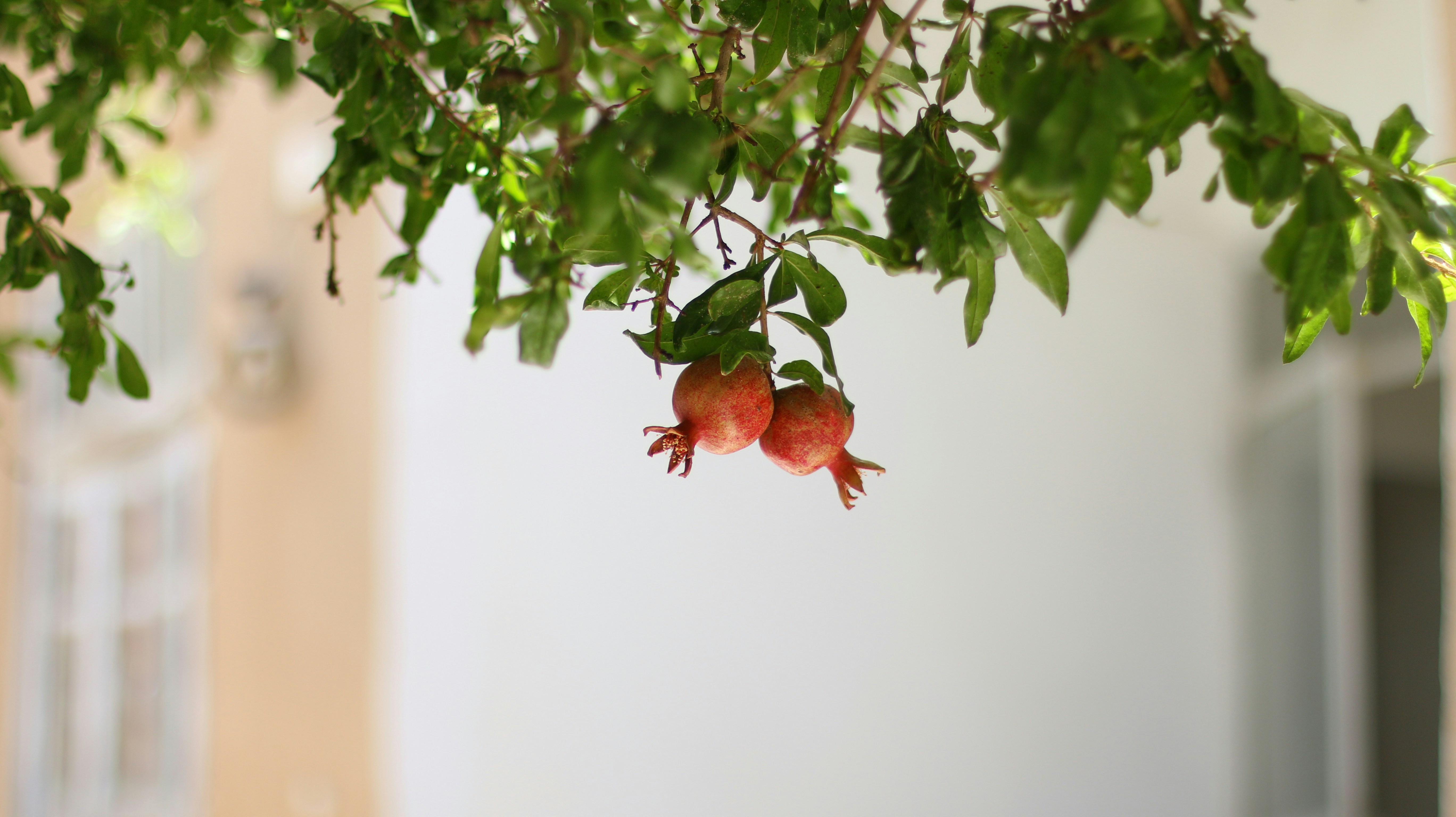Pomegranate Duo in Sunlit Canopy