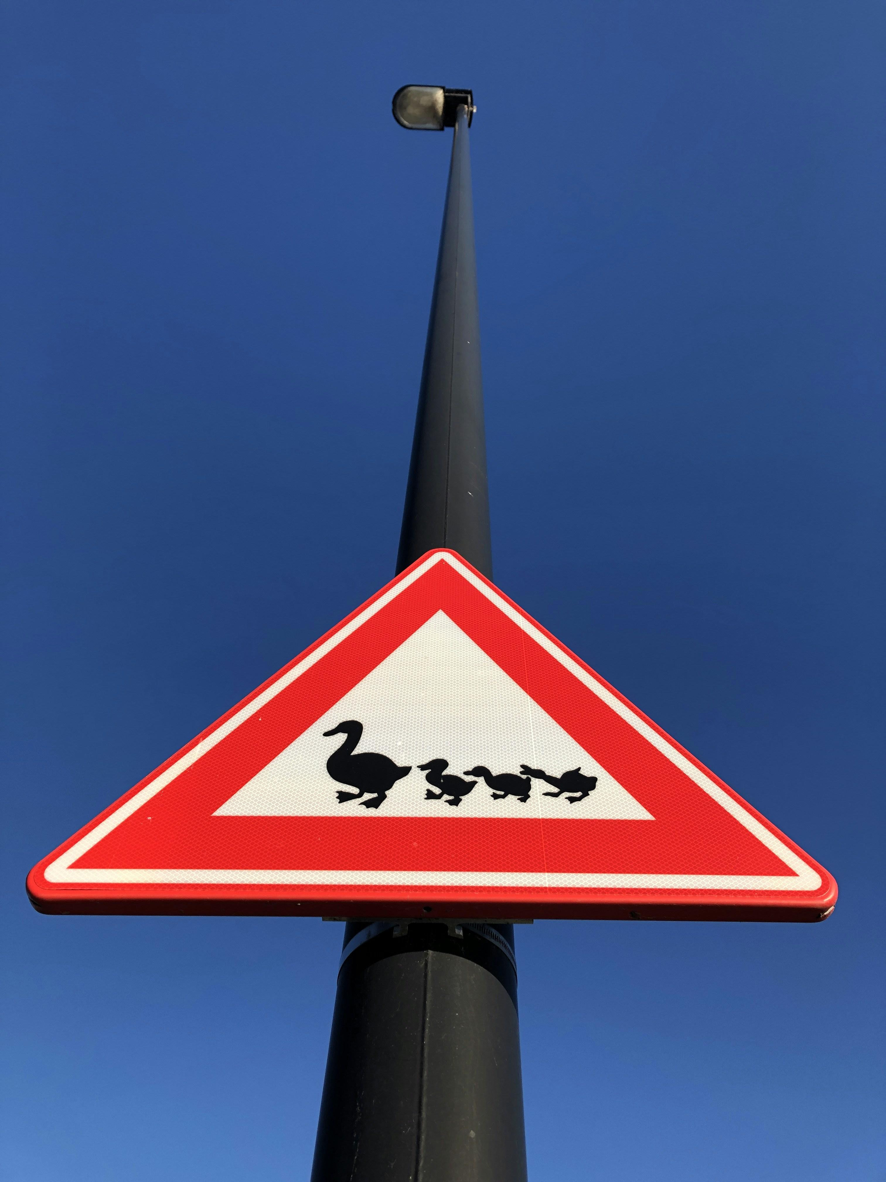 Crossing on duck signage under blue sky photo – Free Red Image on Unsplash