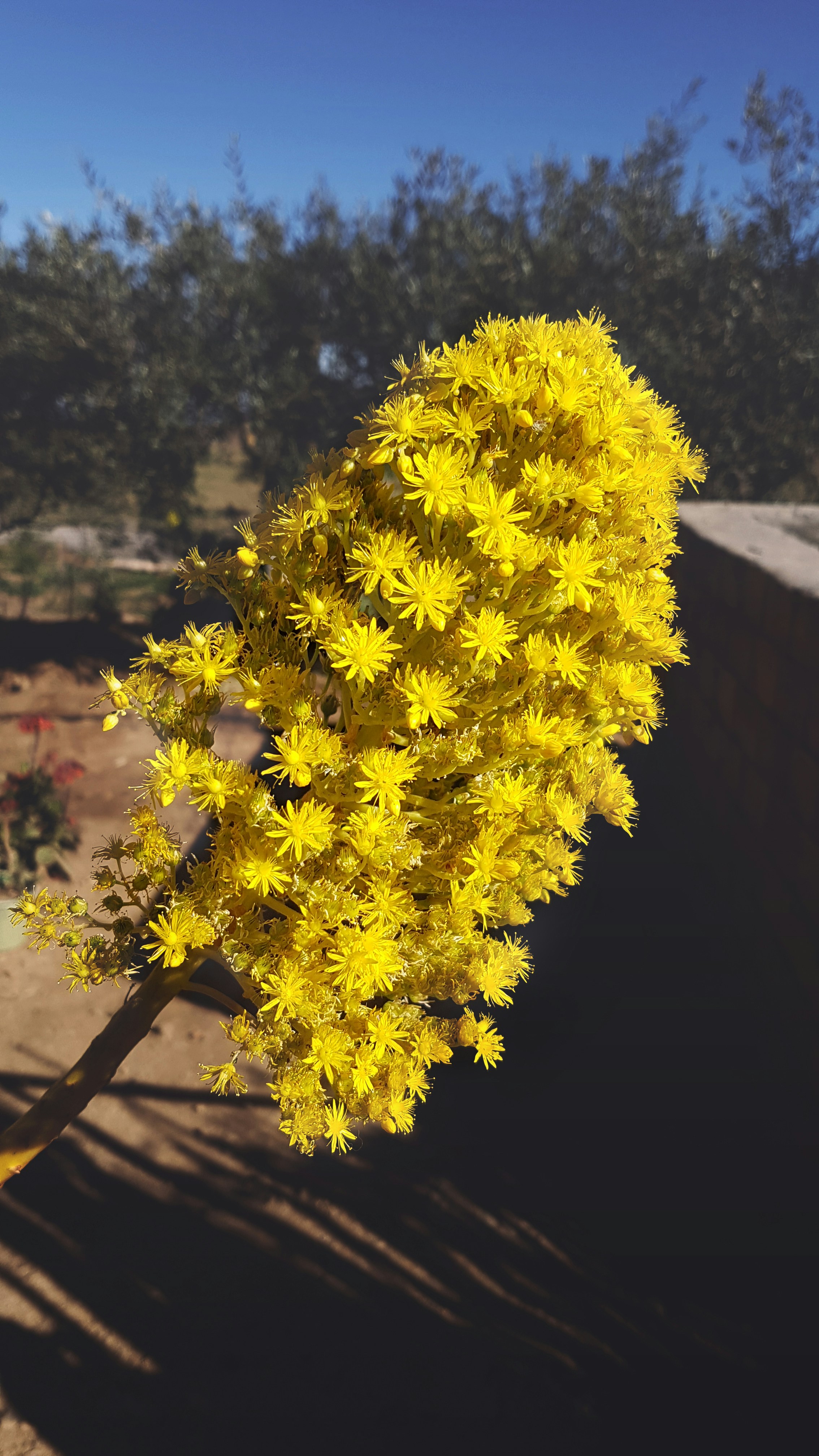 Close-up of a bright yellow flower cluster on a sunlit stem, with a blurred outdoor background. A natural photograph capturing vivid color and fine petal detail.