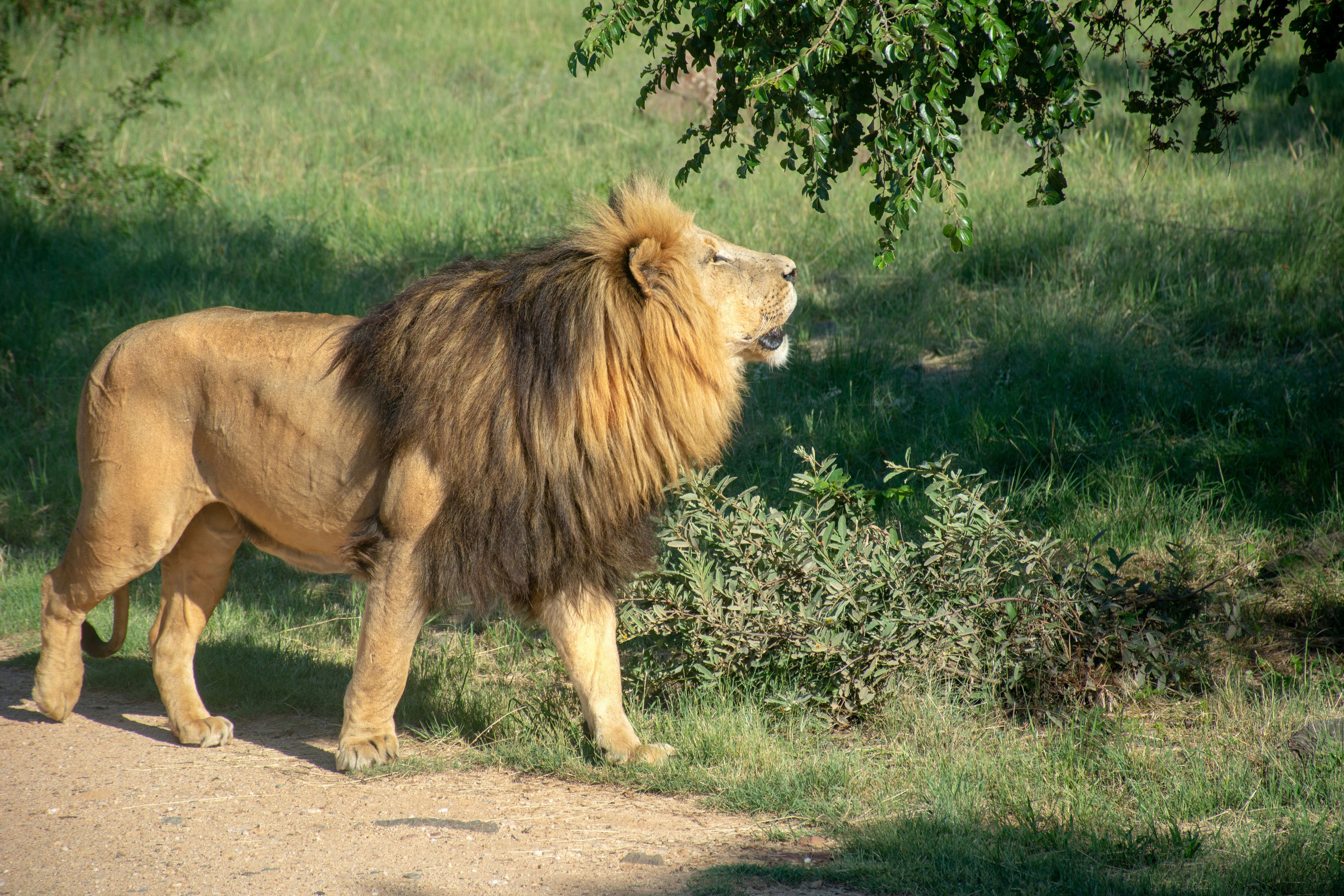 A lion confidently walking along a dirt path, showcasing its impressive mane against a backdrop of lush greenery.