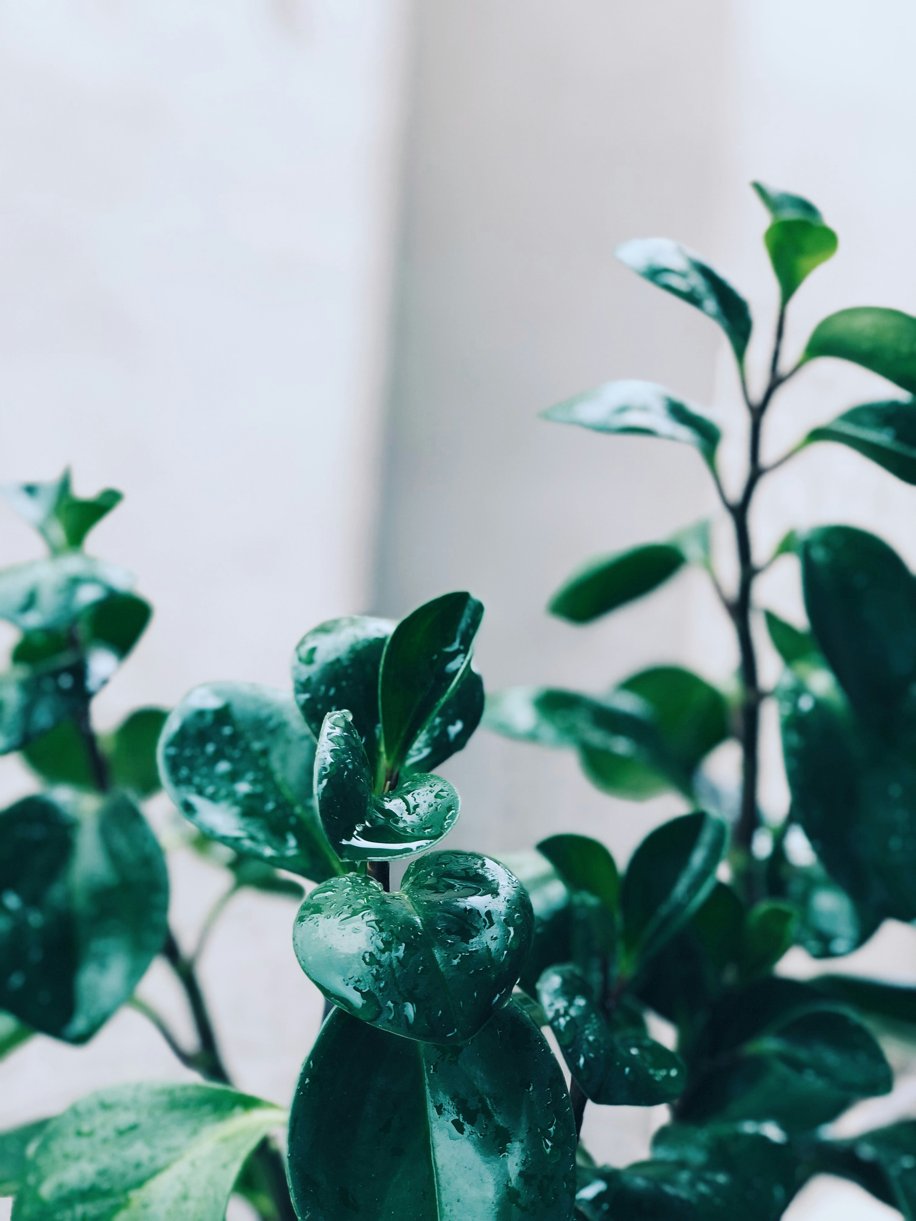 Close-up of lush green leaves adorned with droplets of water, set against a soft, blurred background.