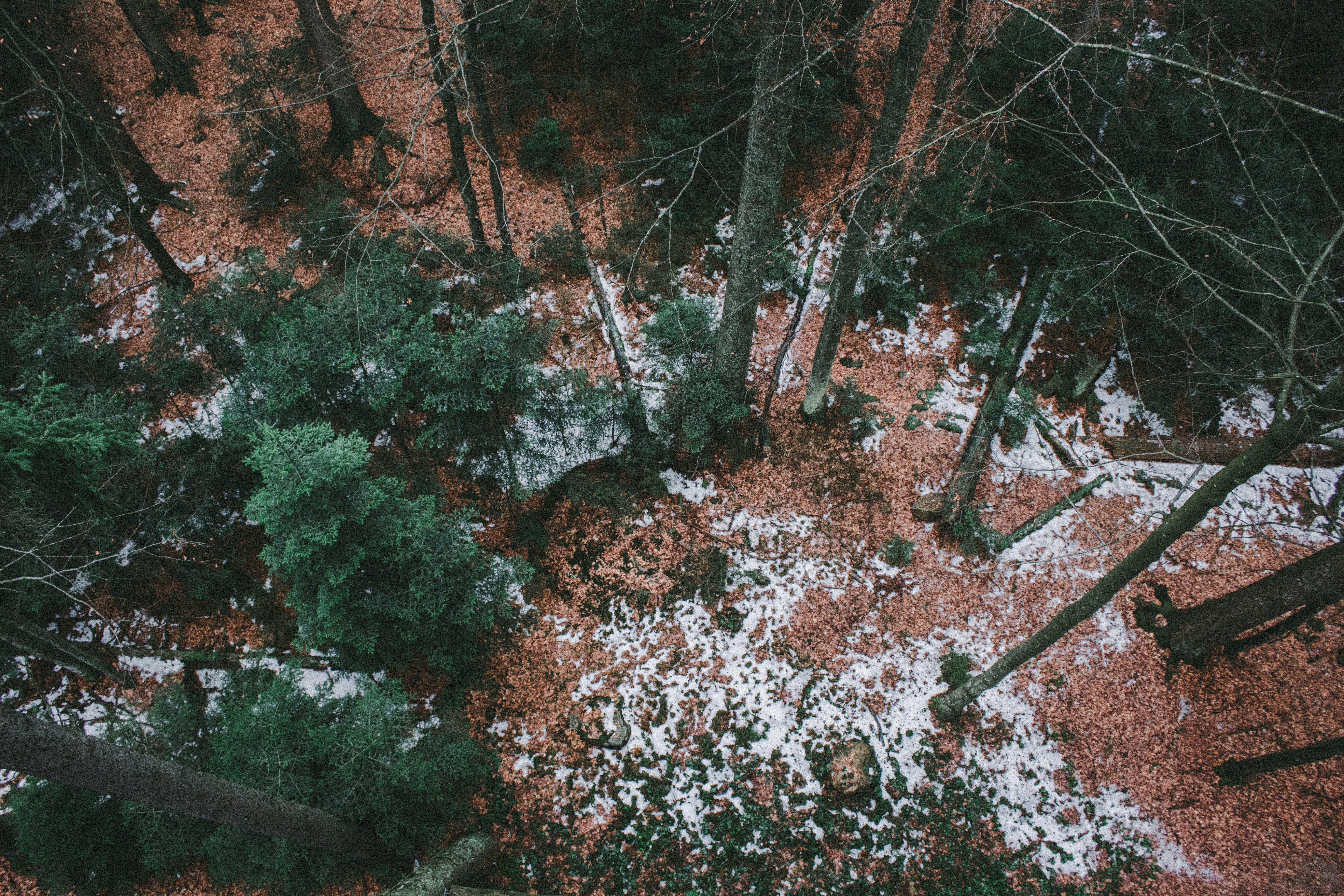 Snow-Dusted Pines and a Lone Figure: An Aerial Quiet in the Forest
