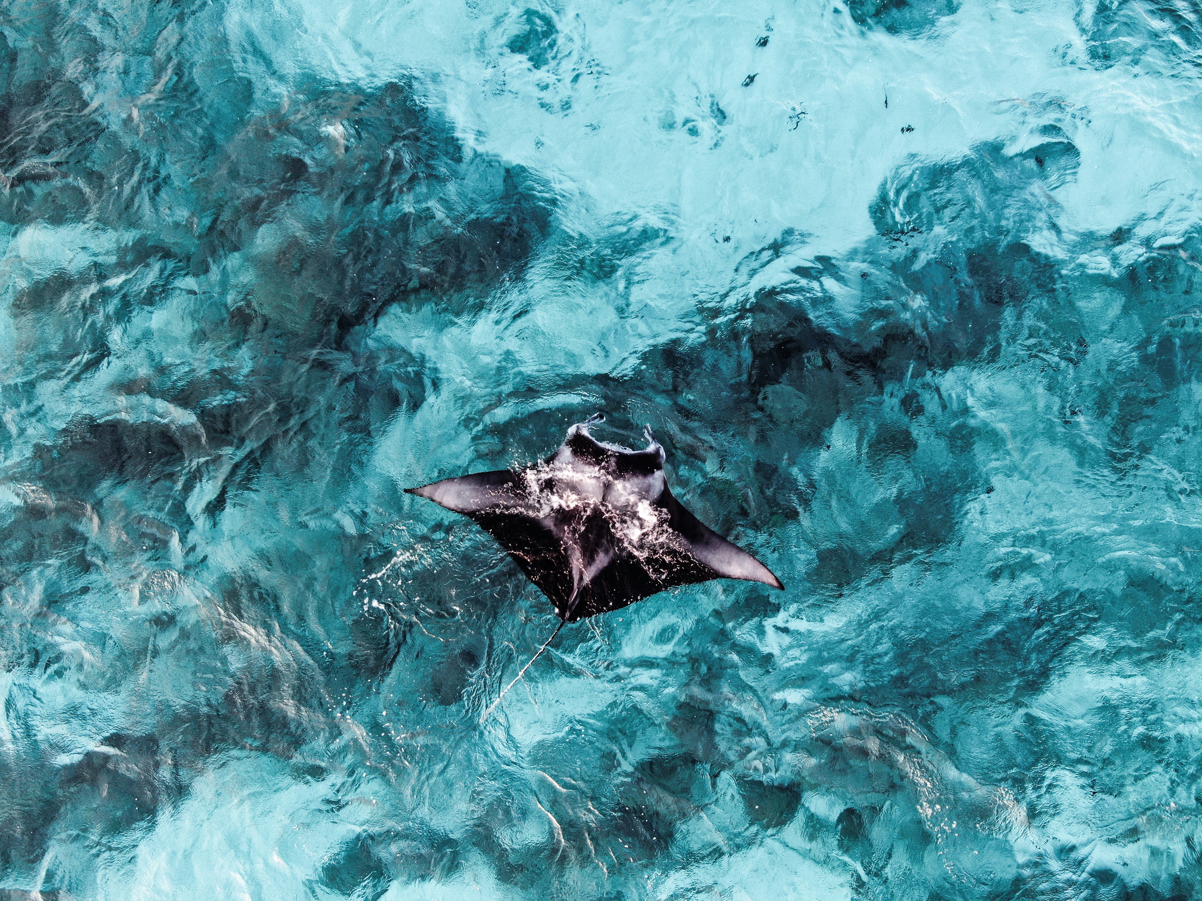 Manta ray swimming gracefully above vibrant turquoise waters, showcasing its expansive wingspan.