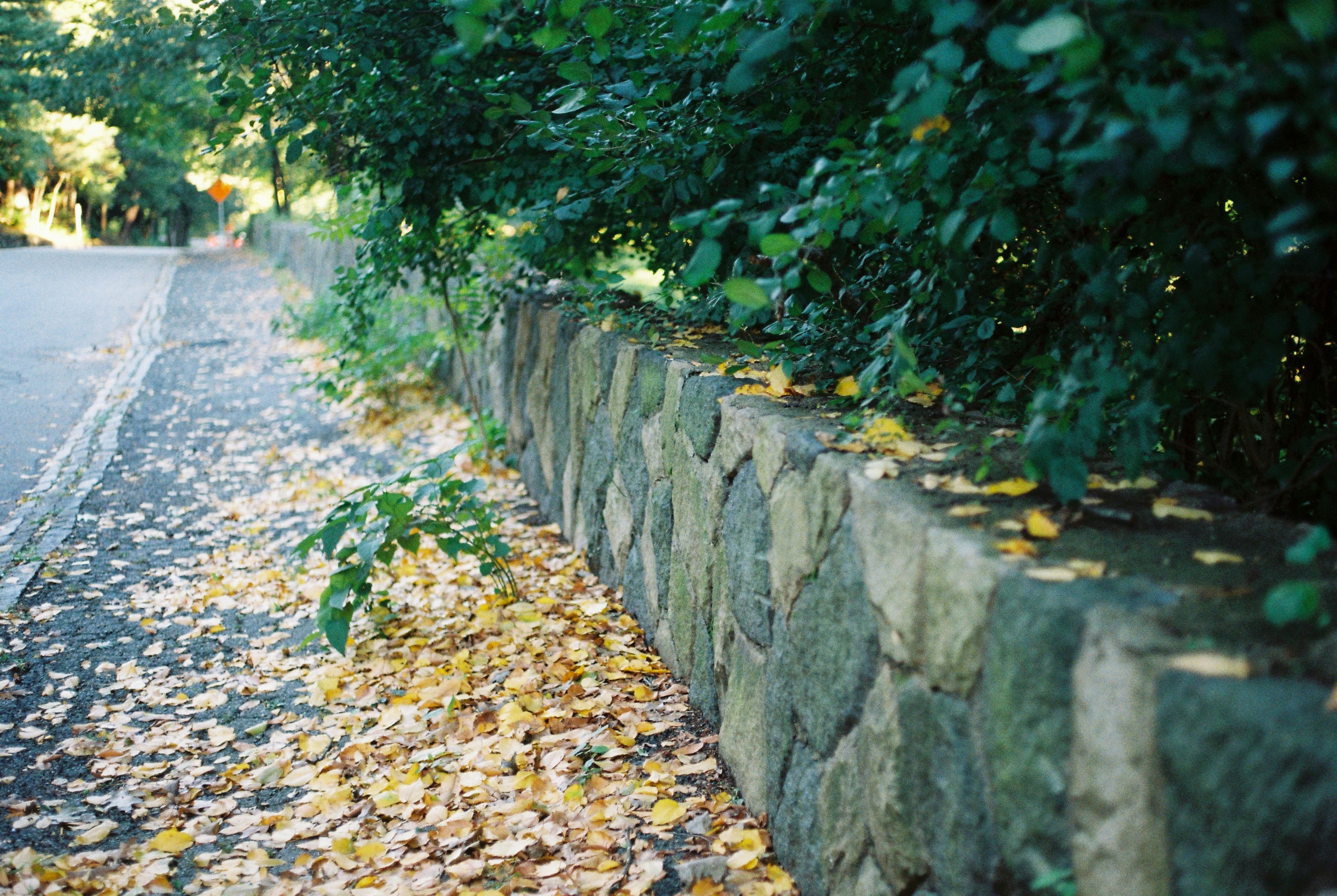 brown dried leaves on concrete road