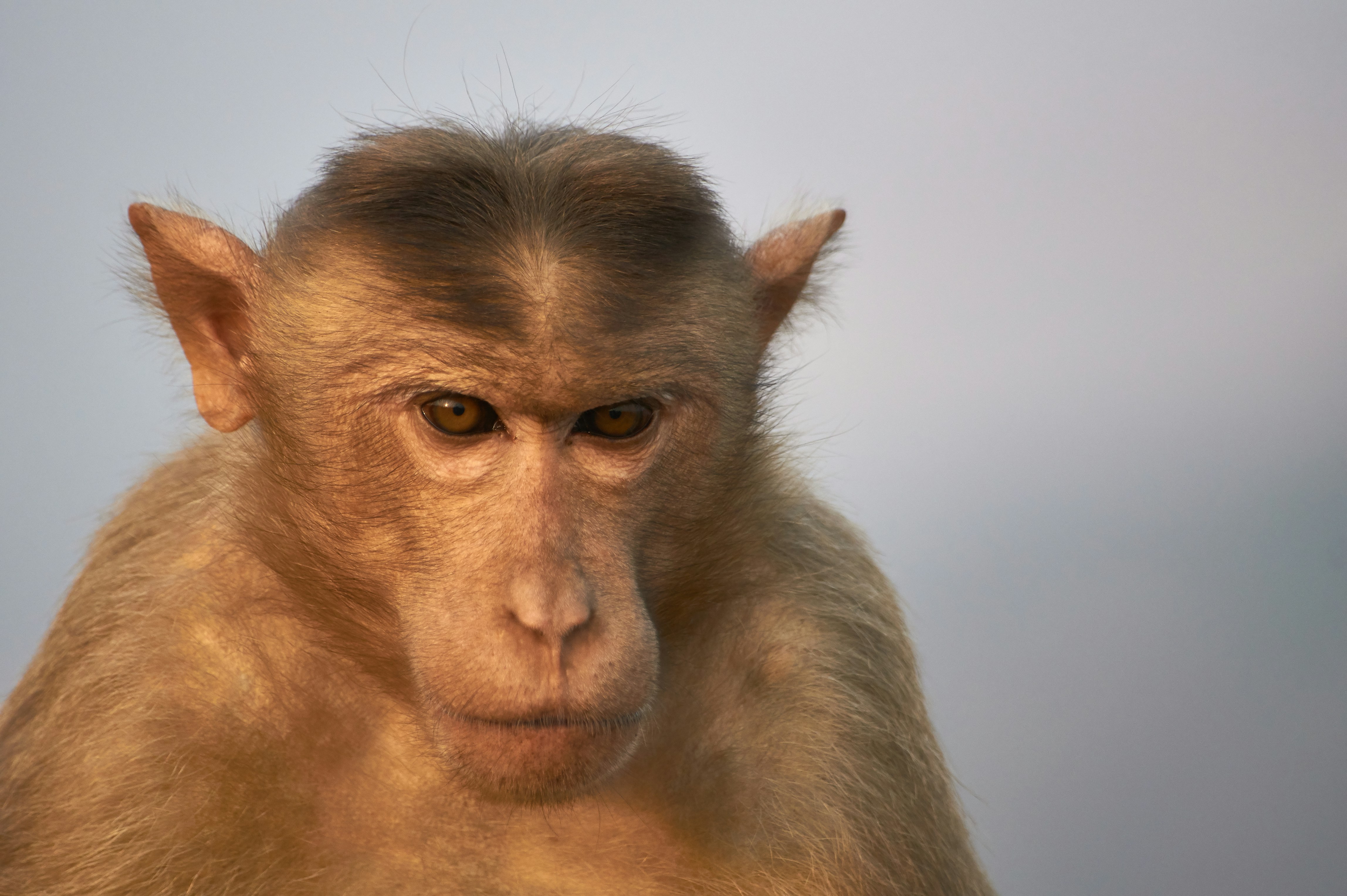 Close-up of a macaque with a contemplative expression against a soft background. The details highlight the animal's fur and features.