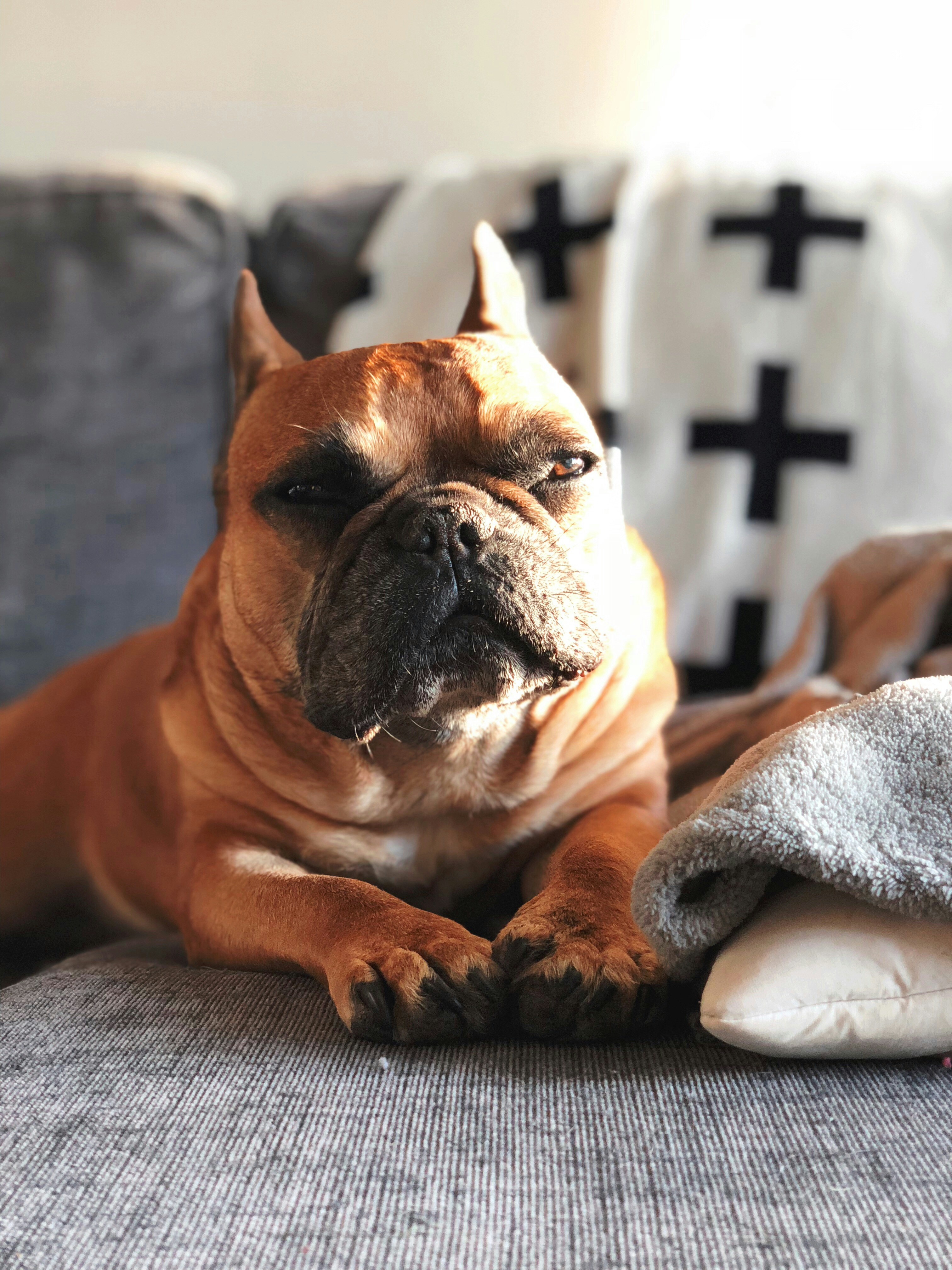 Cozy Snore on a Sunlit Sofa: a Sleepy French Bulldog's Quiet Moment