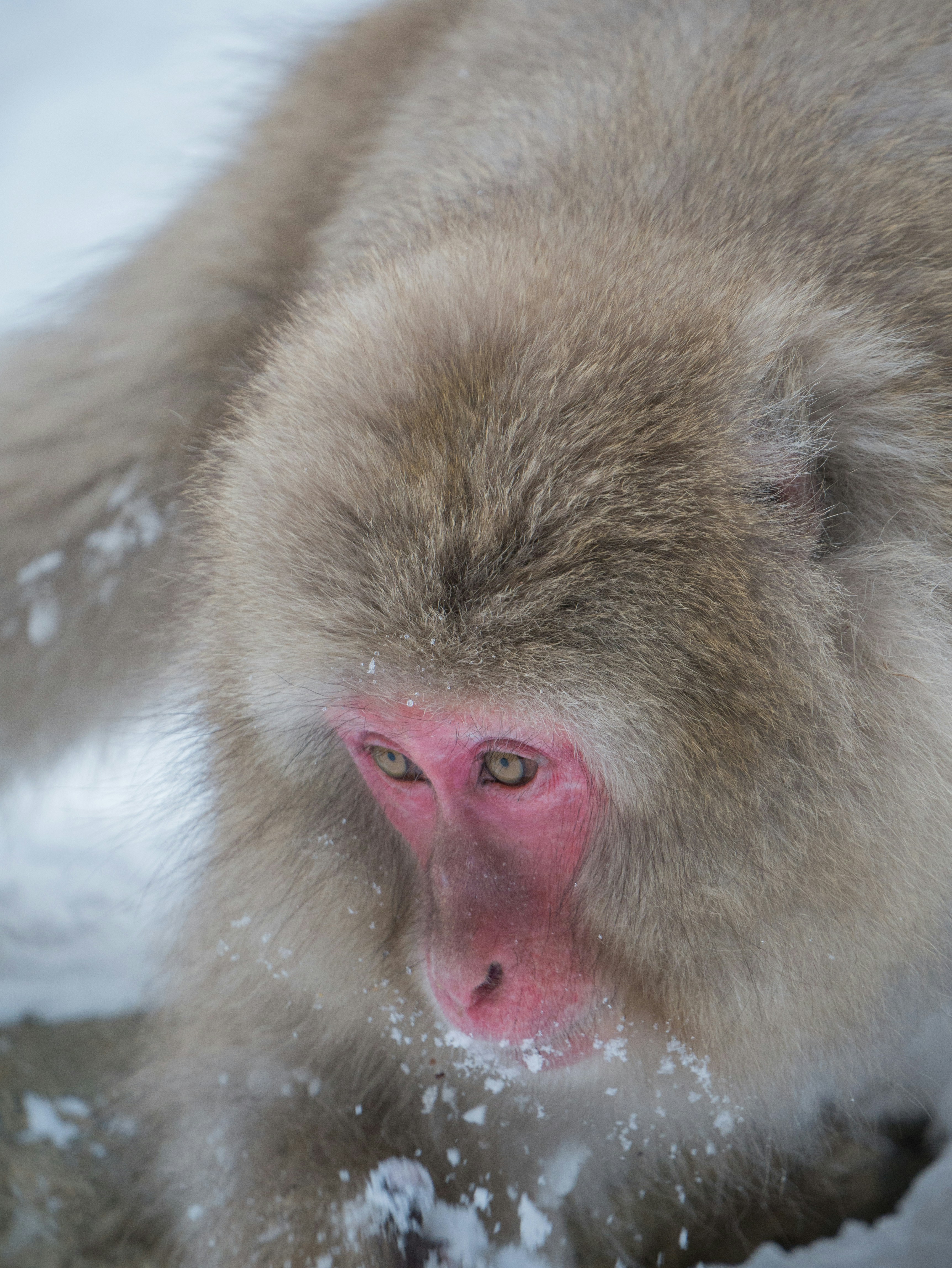 Close-up of a snow monkey foraging in a snowy landscape, showcasing its expressive face and soft fur.