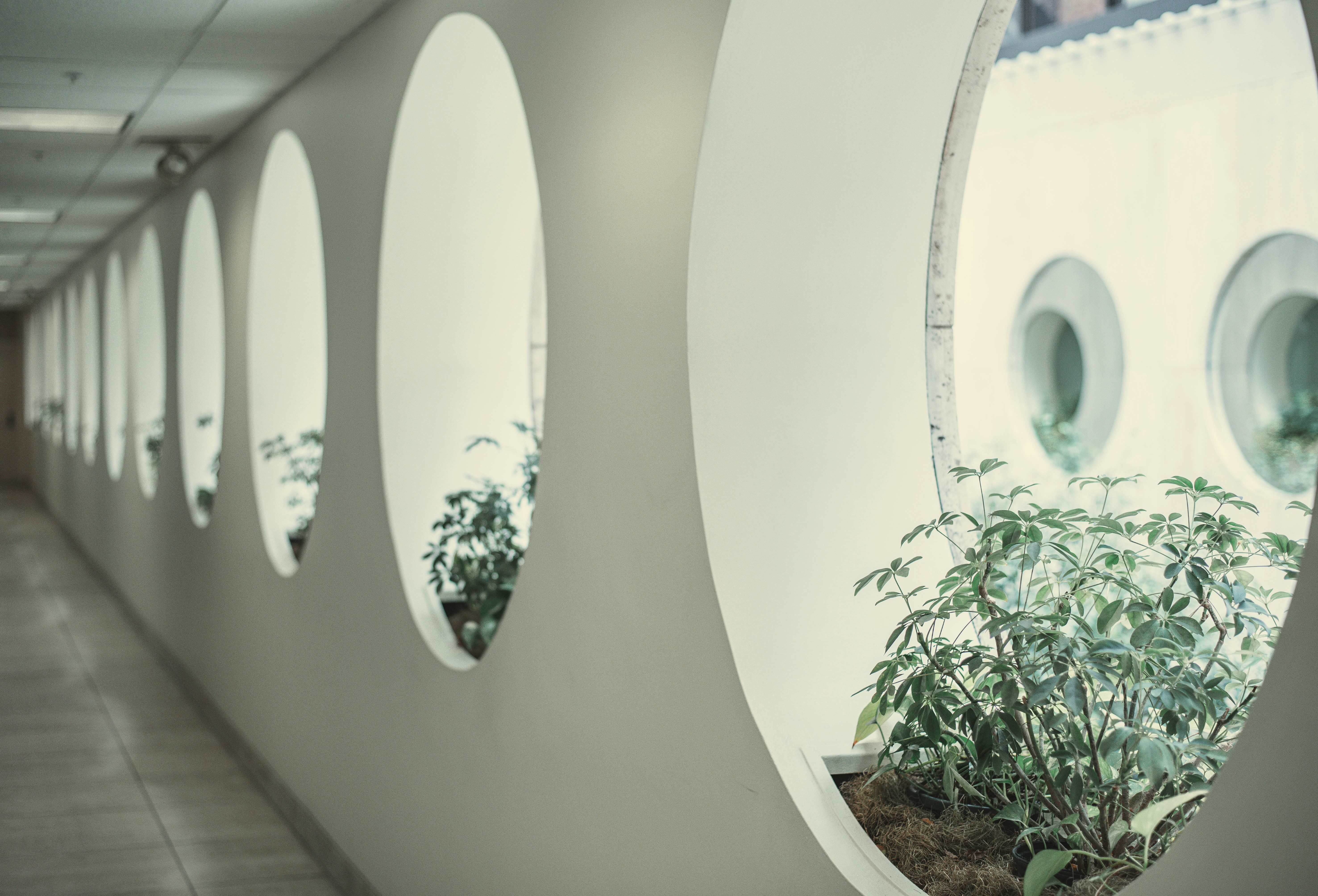 Green-leafed plant on white wooden cubicles photo – Free Grey Image on ...