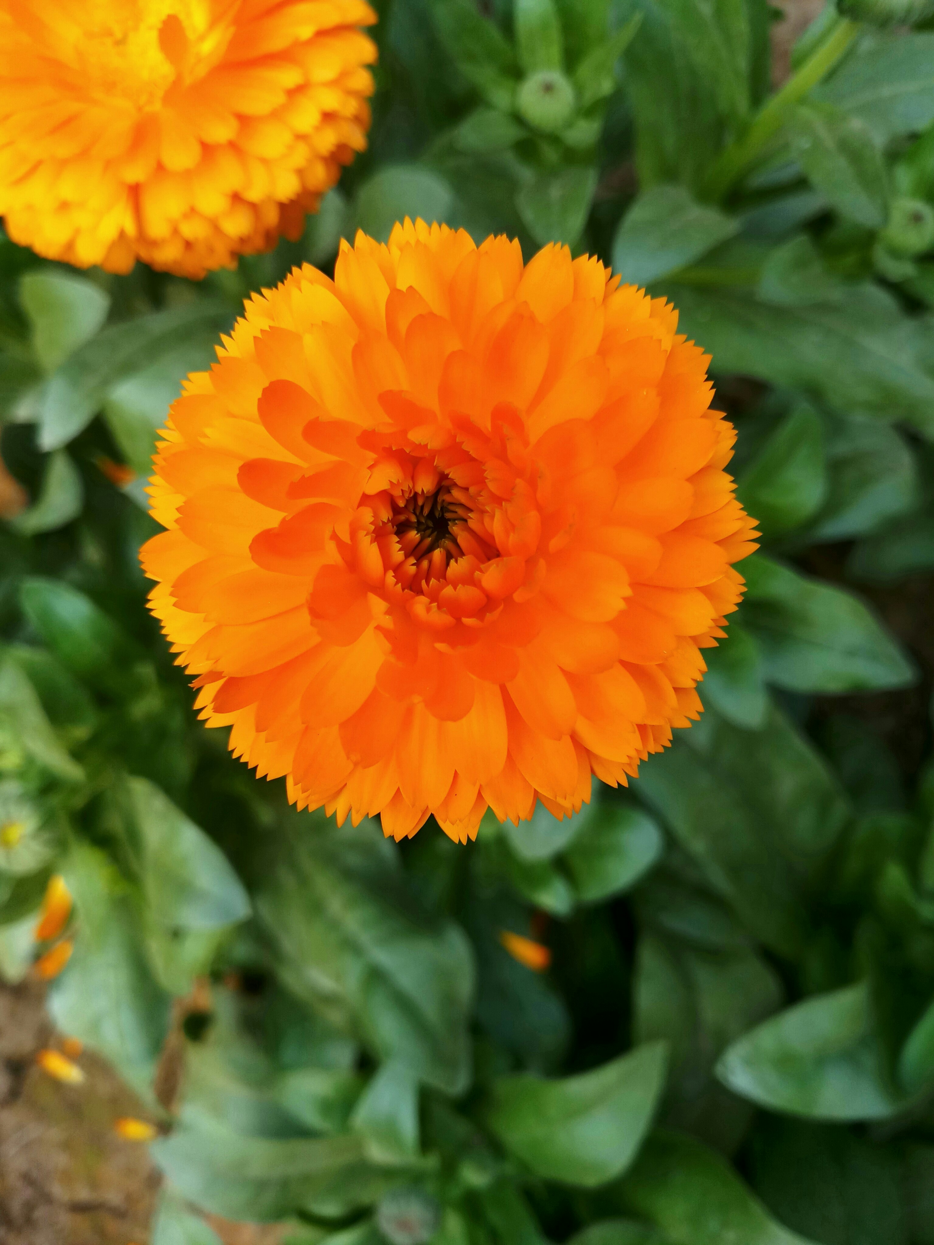 A close-up of a bright orange flower surrounded by lush green leaves, showcasing intricate petal details and vibrant colors.