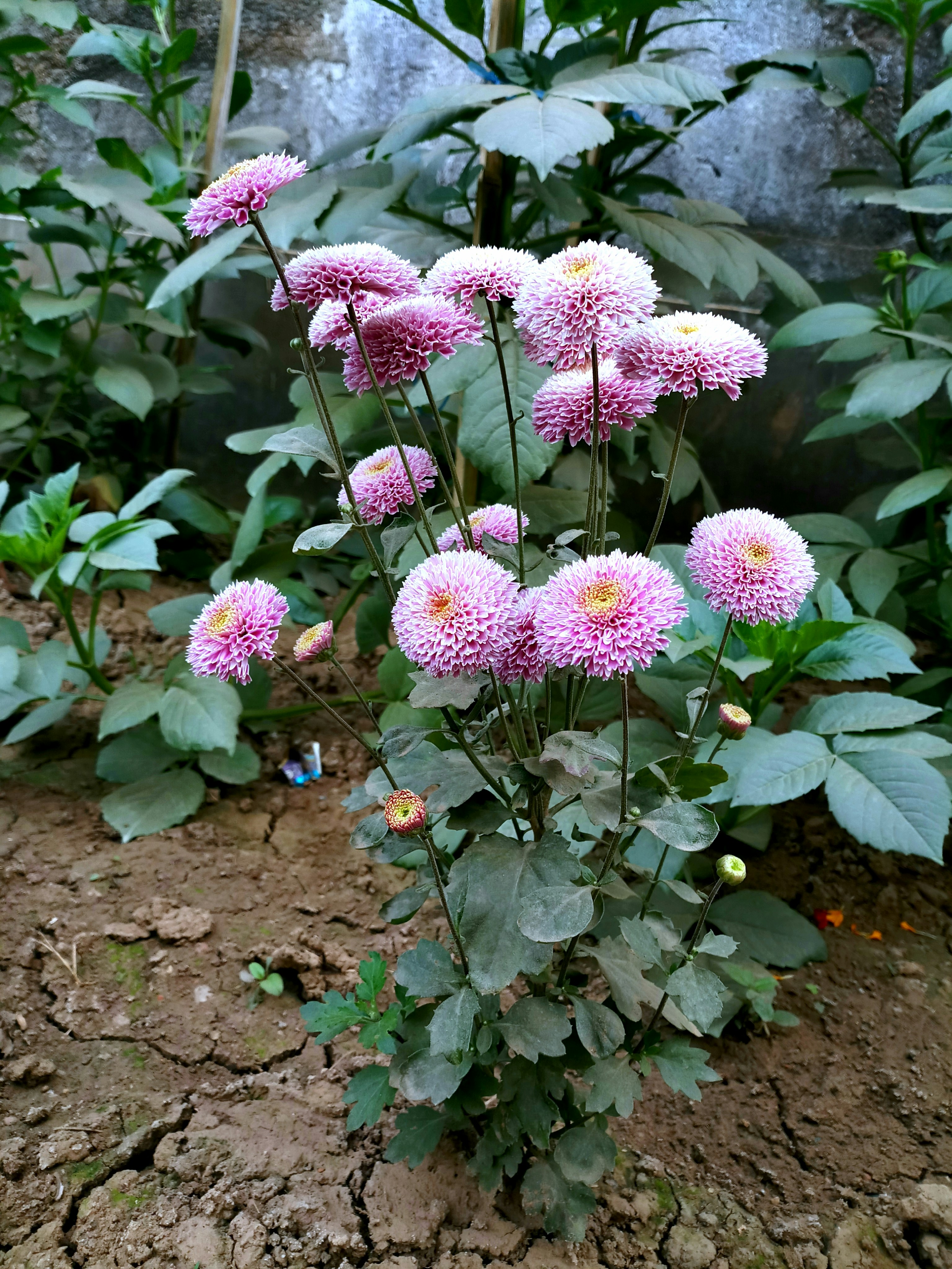 Vibrant pink chrysanthemums bloom amidst lush green foliage in a garden setting. The arrangement showcases the delicate beauty of the flowers against the earthy backdrop.