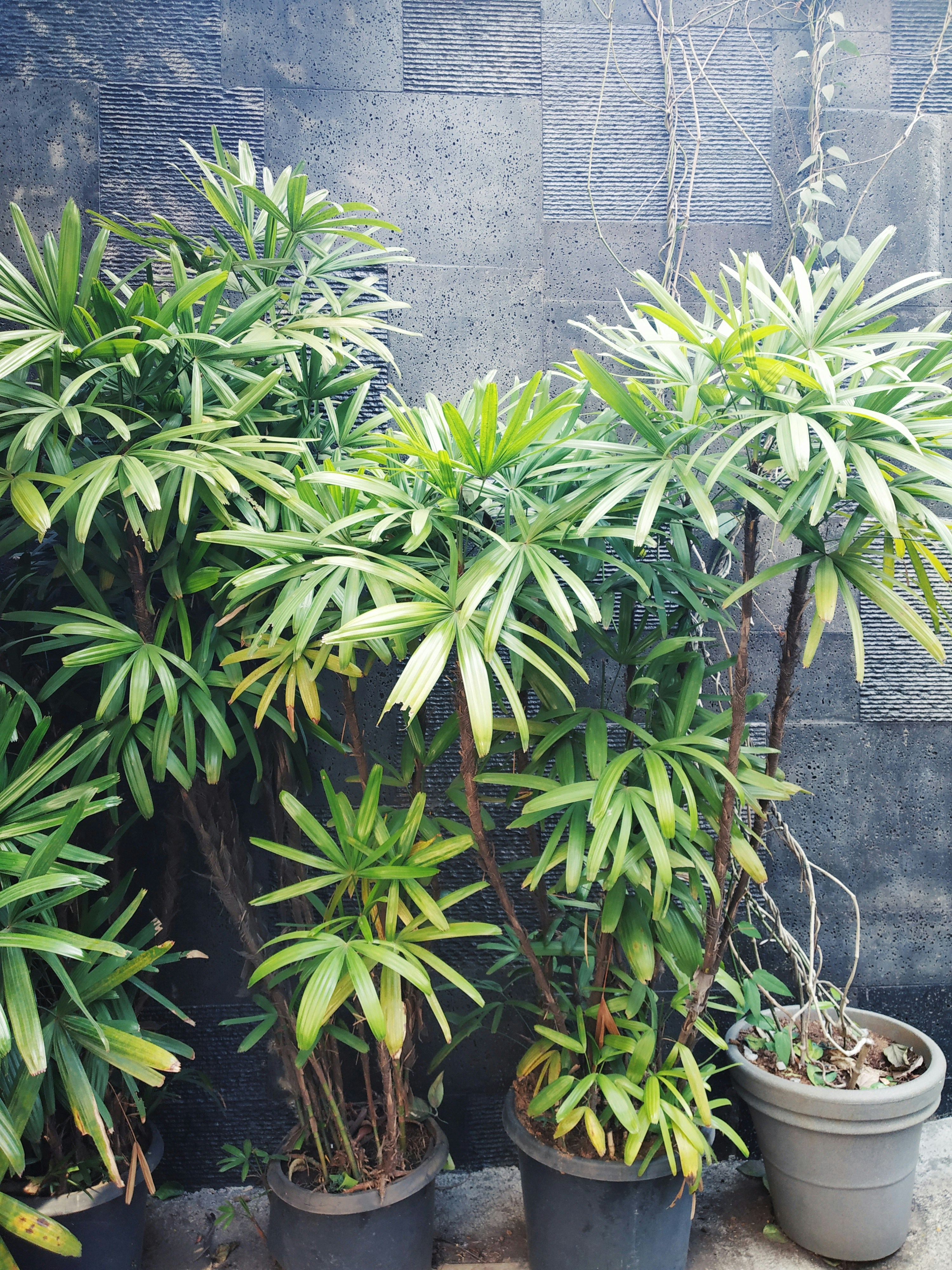 A cluster of vibrant potted plants against a textured dark wall, showcasing the interplay of green foliage and contrasting background.