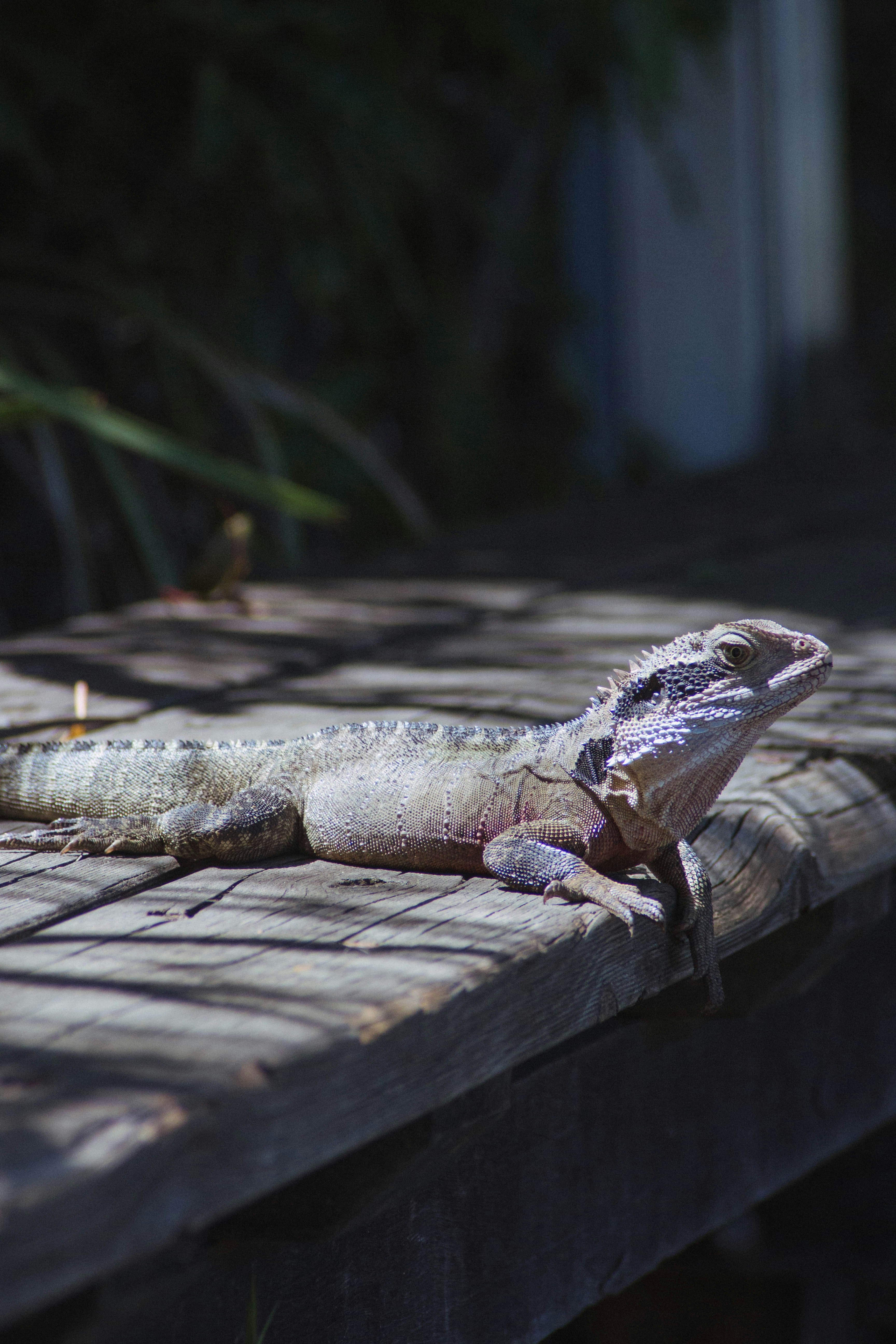 Sun-kissed Sentinel: A Lizard Reposes on a Weathered Dock