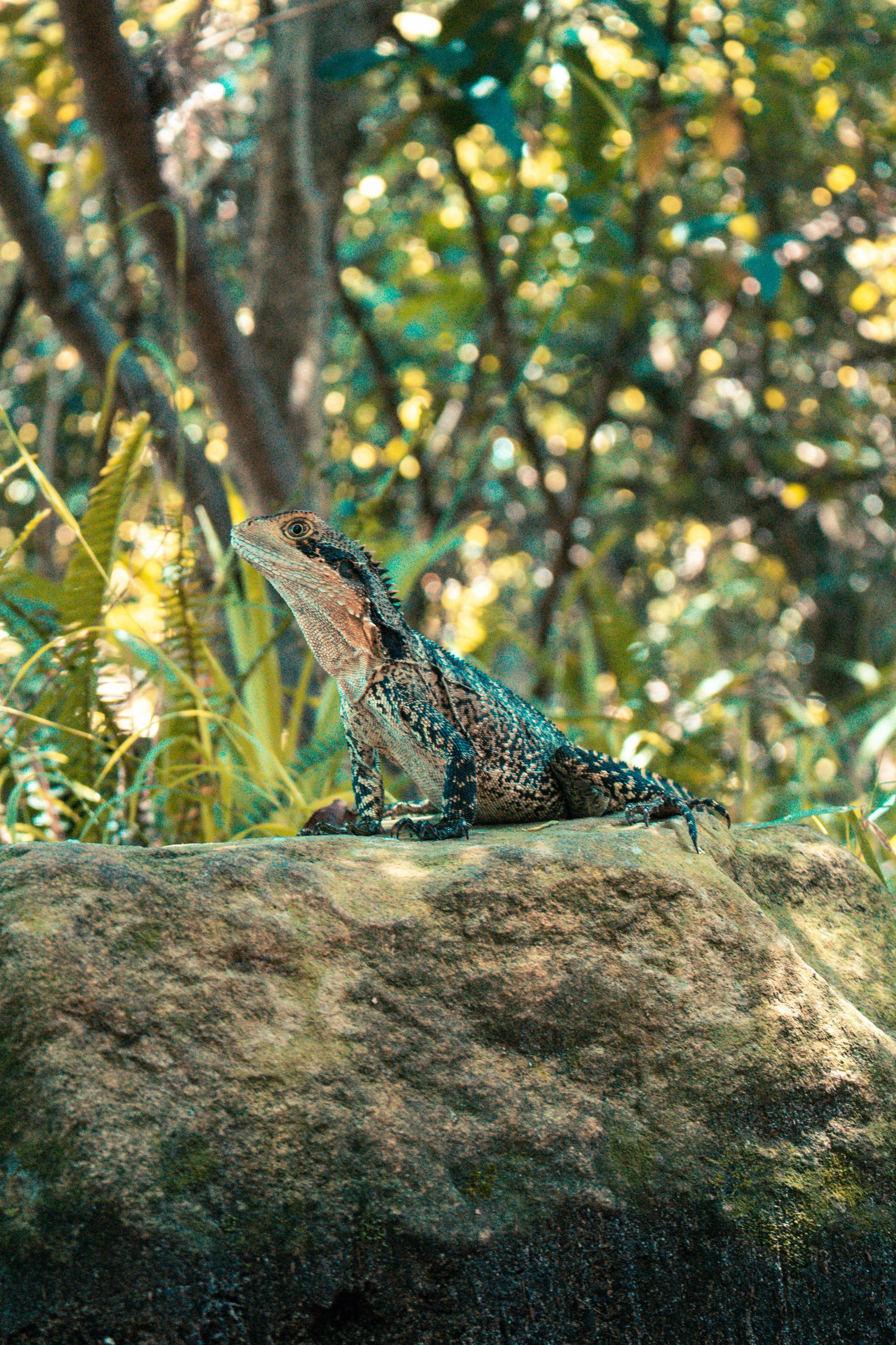 Sunlit Lizard Sentinel on a Mossy Rock